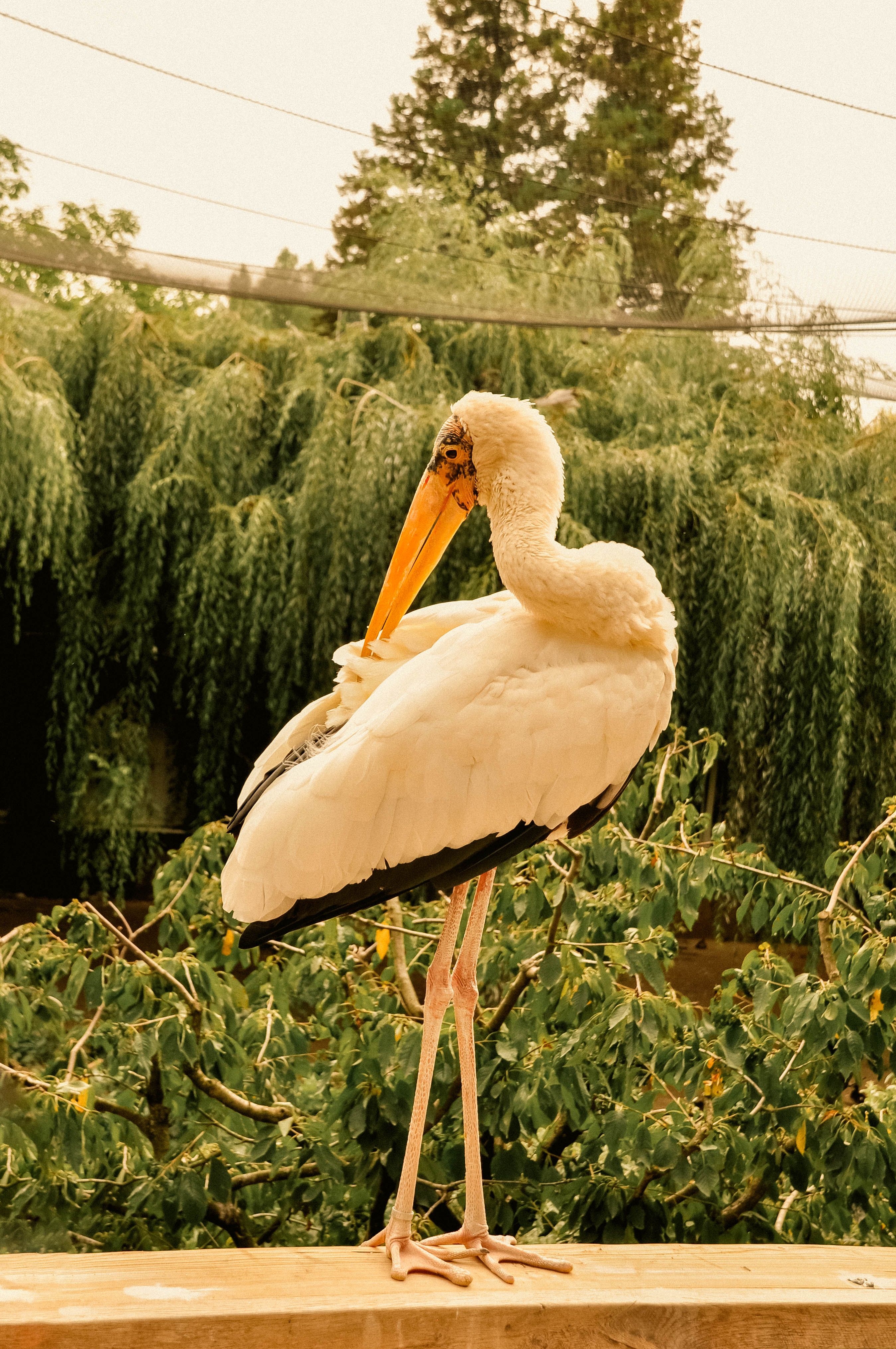 Poaching Of Wildlife Photos, Download The BEST Free Poaching Of ...