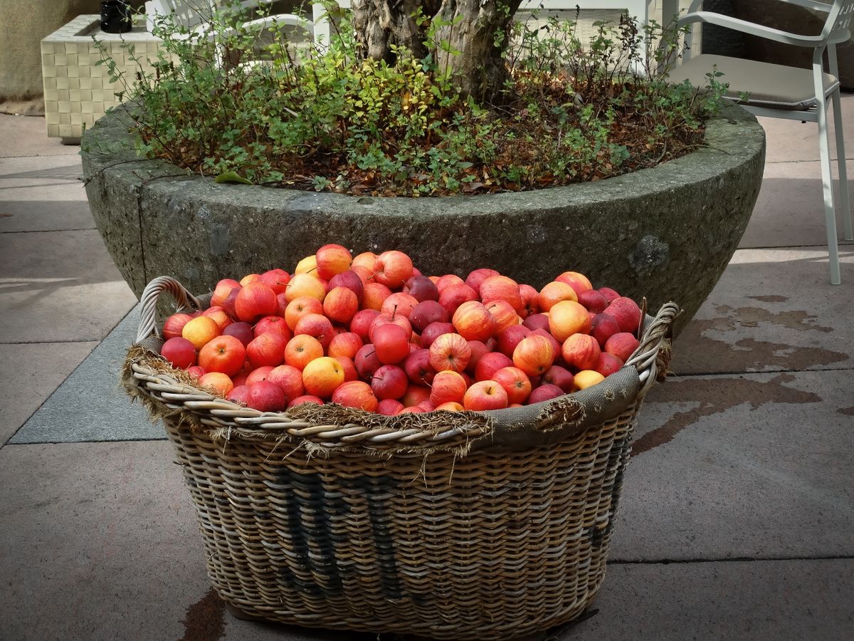 Apple Basket Photos, Download The BEST Free Apple Basket Stock Photos ...