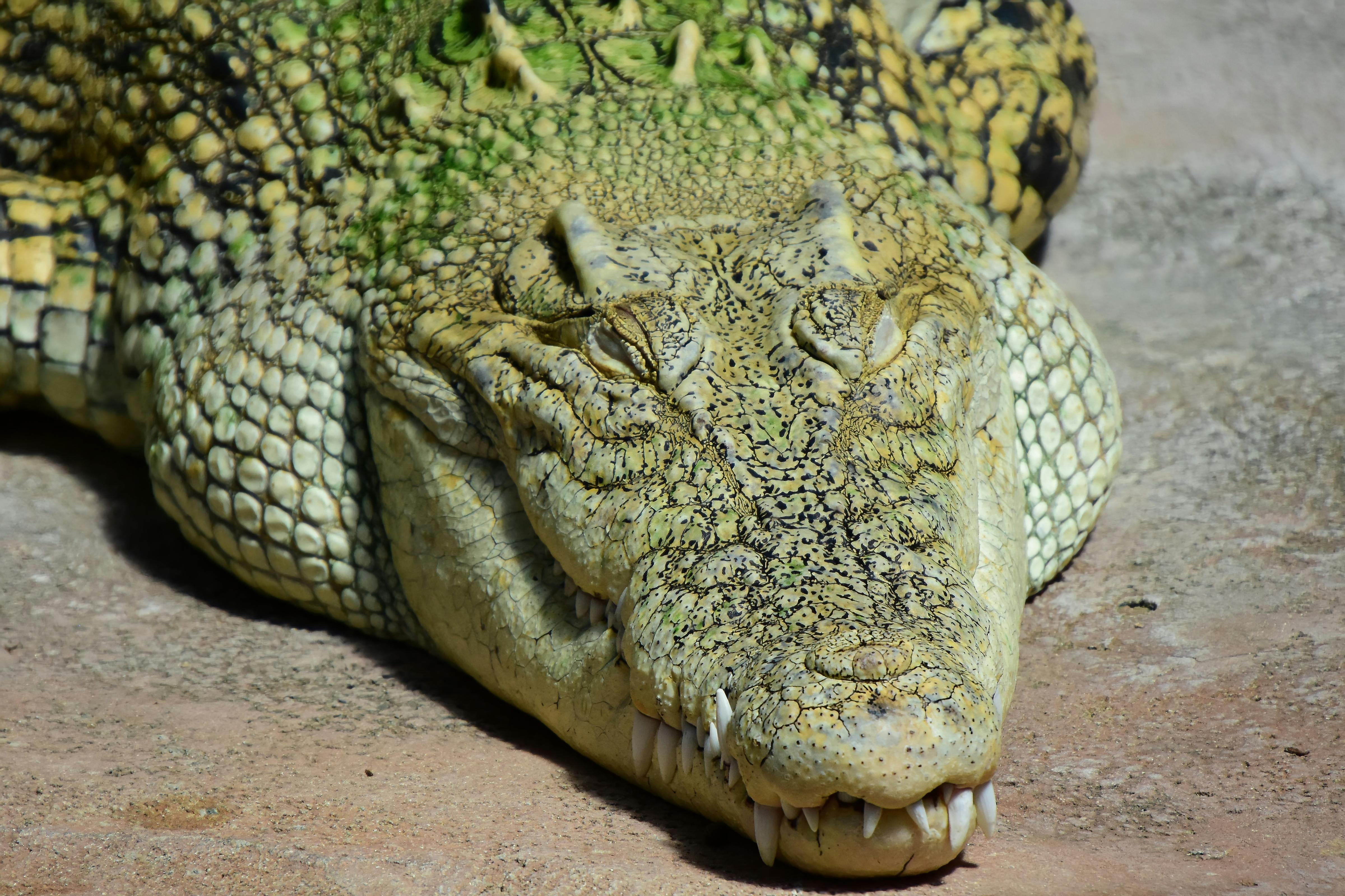 Green Lying Crocodile · Free Stock Photo