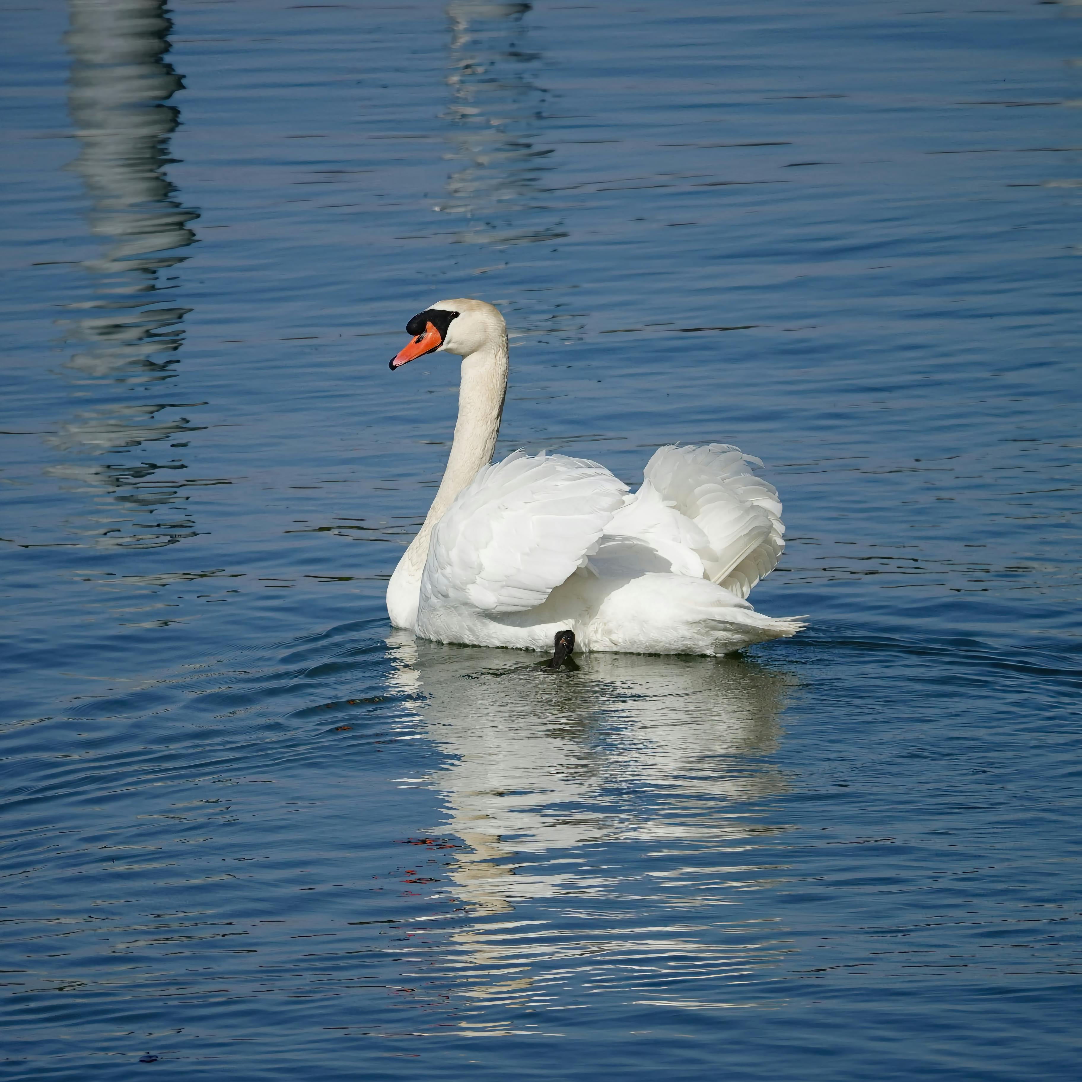 Swam Swimming on Pond · Free Stock Photo