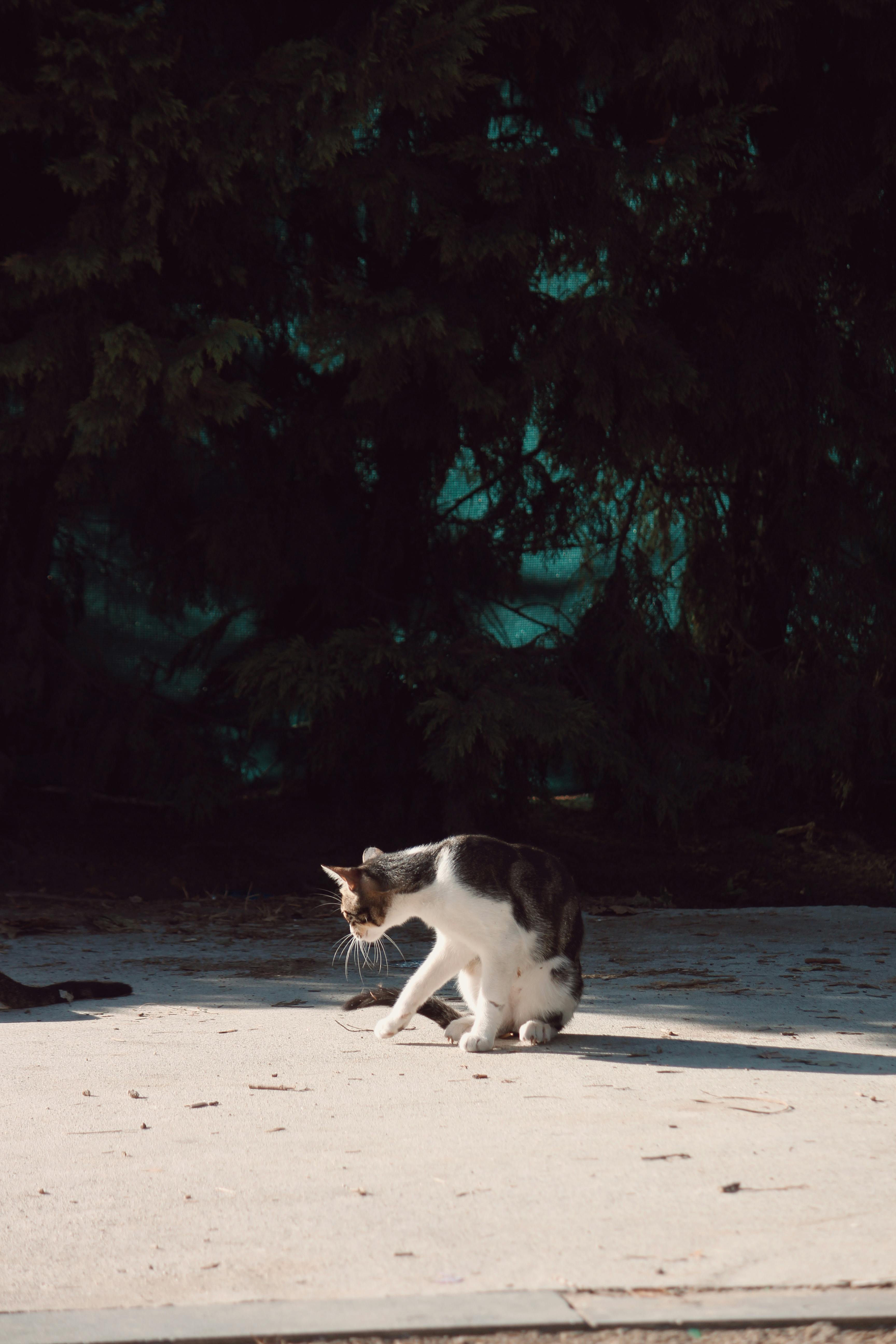 Portre Cat Photos, Download The BEST Free Portre Cat Stock Photos & HD ...