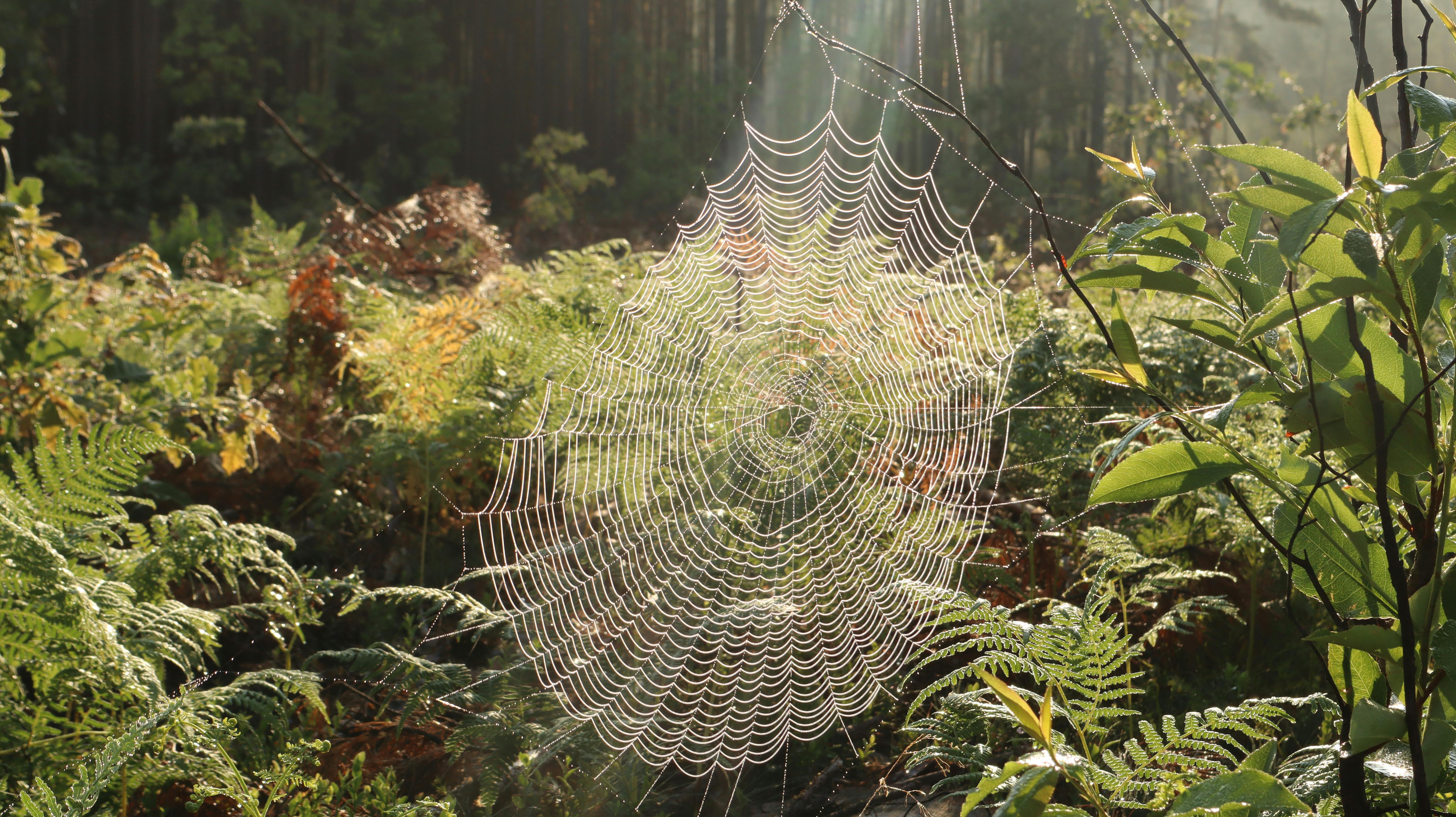 A Spiderweb in the Forest · Free Stock Photo