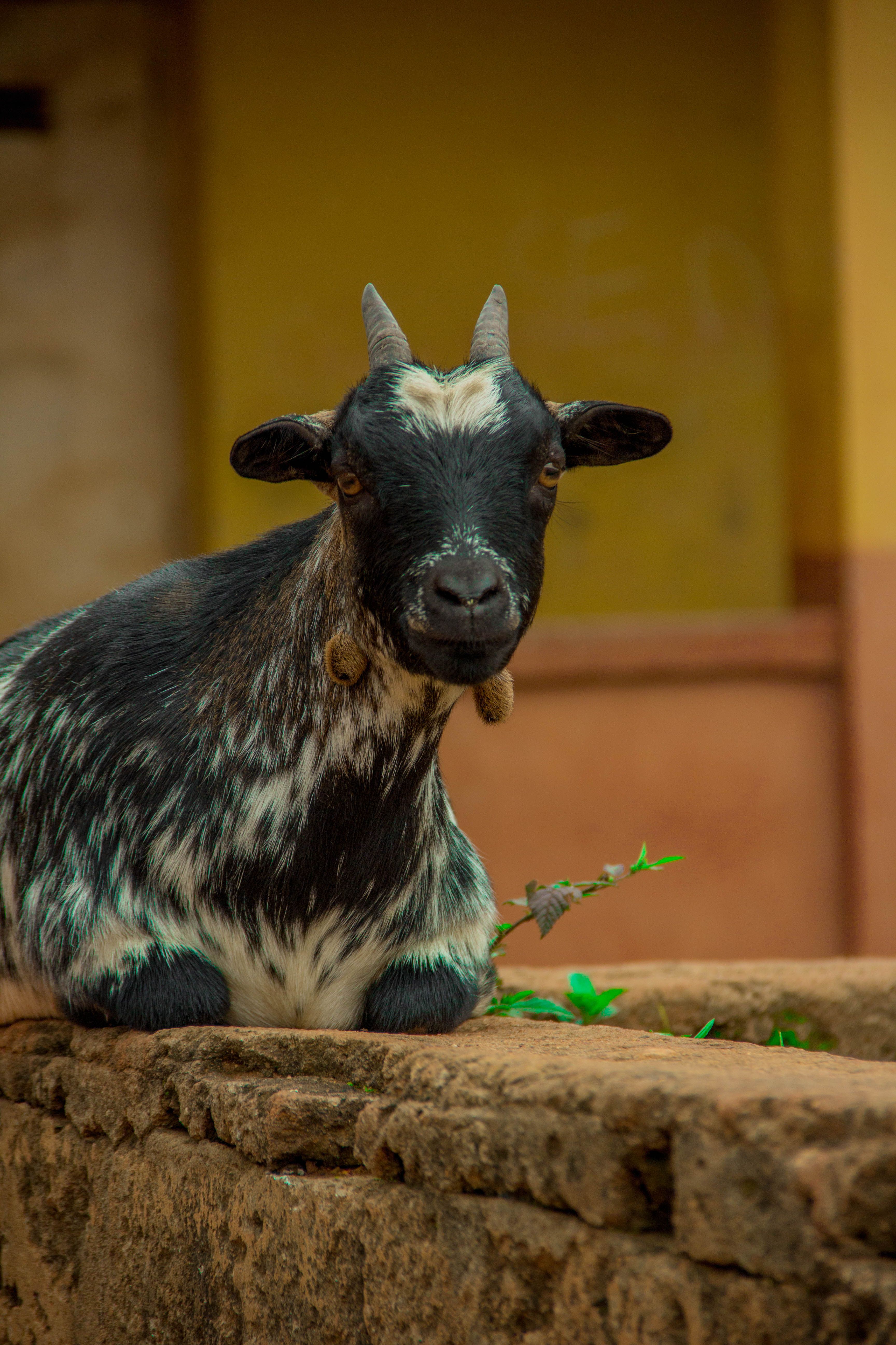 Goat Lying on Stone · Free Stock Photo