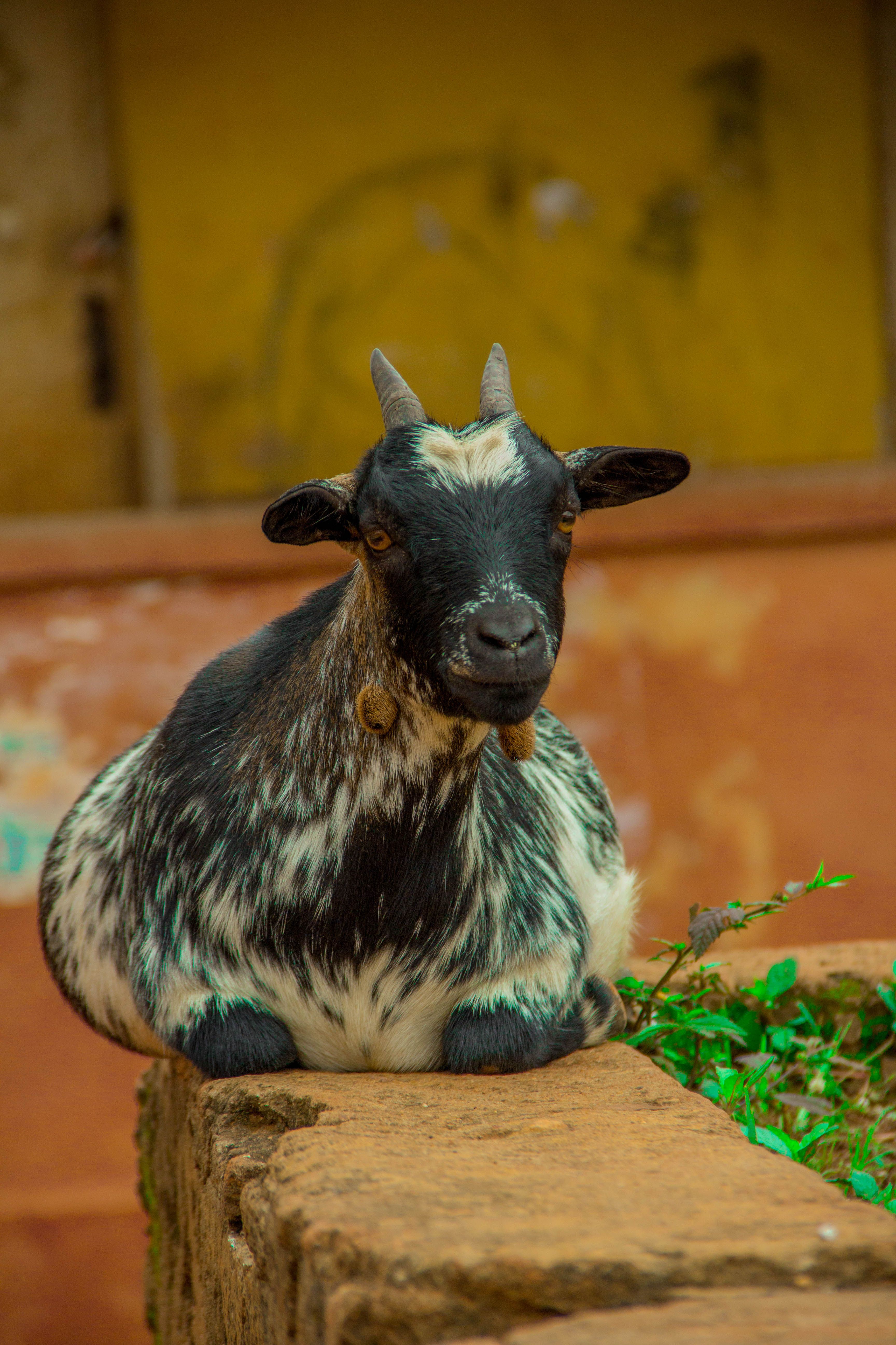 Goat Lying on Stone Wall · Free Stock Photo