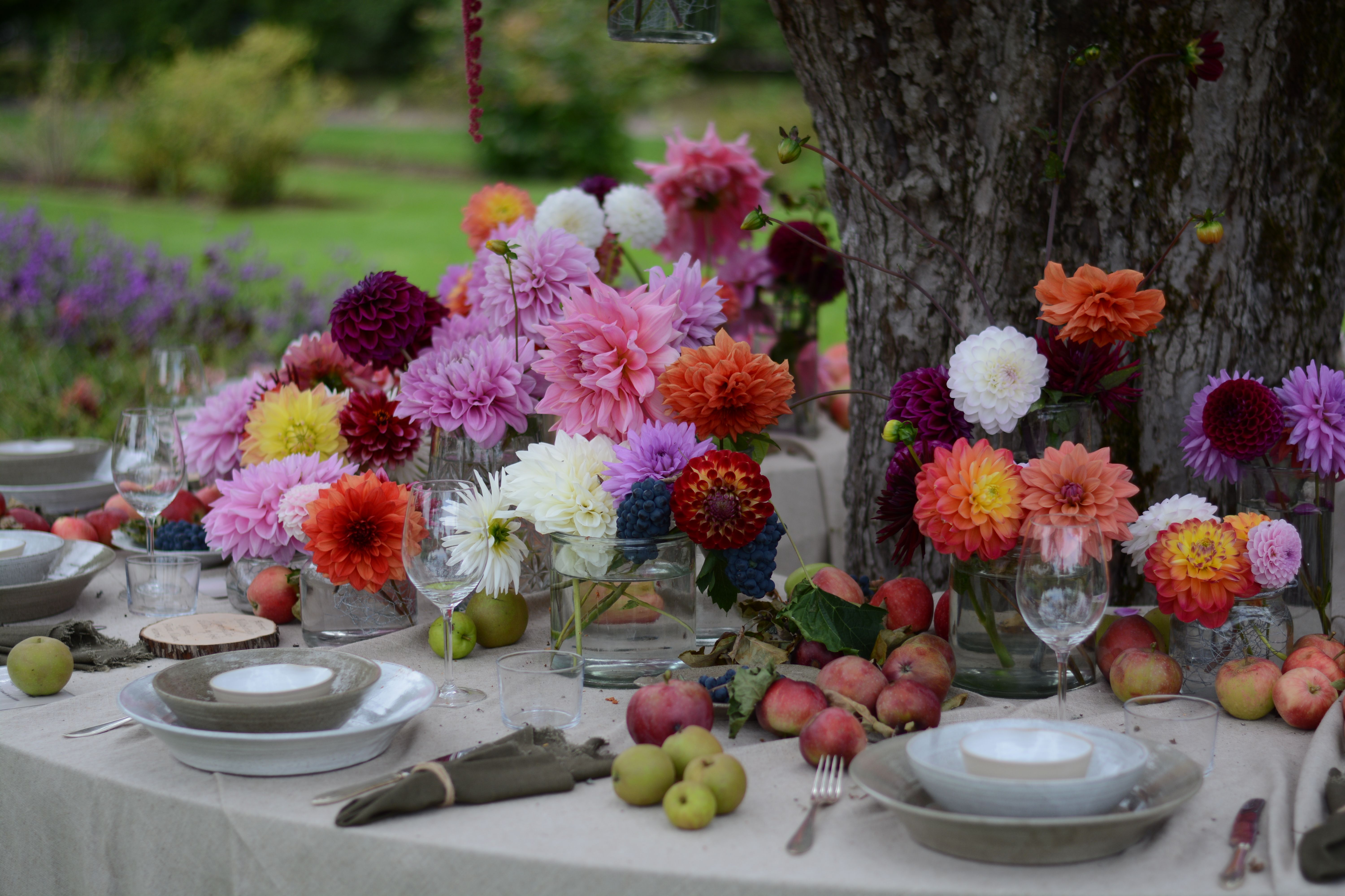 Apples In Tree Photos, Download The BEST Free Apples In Tree Stock ...