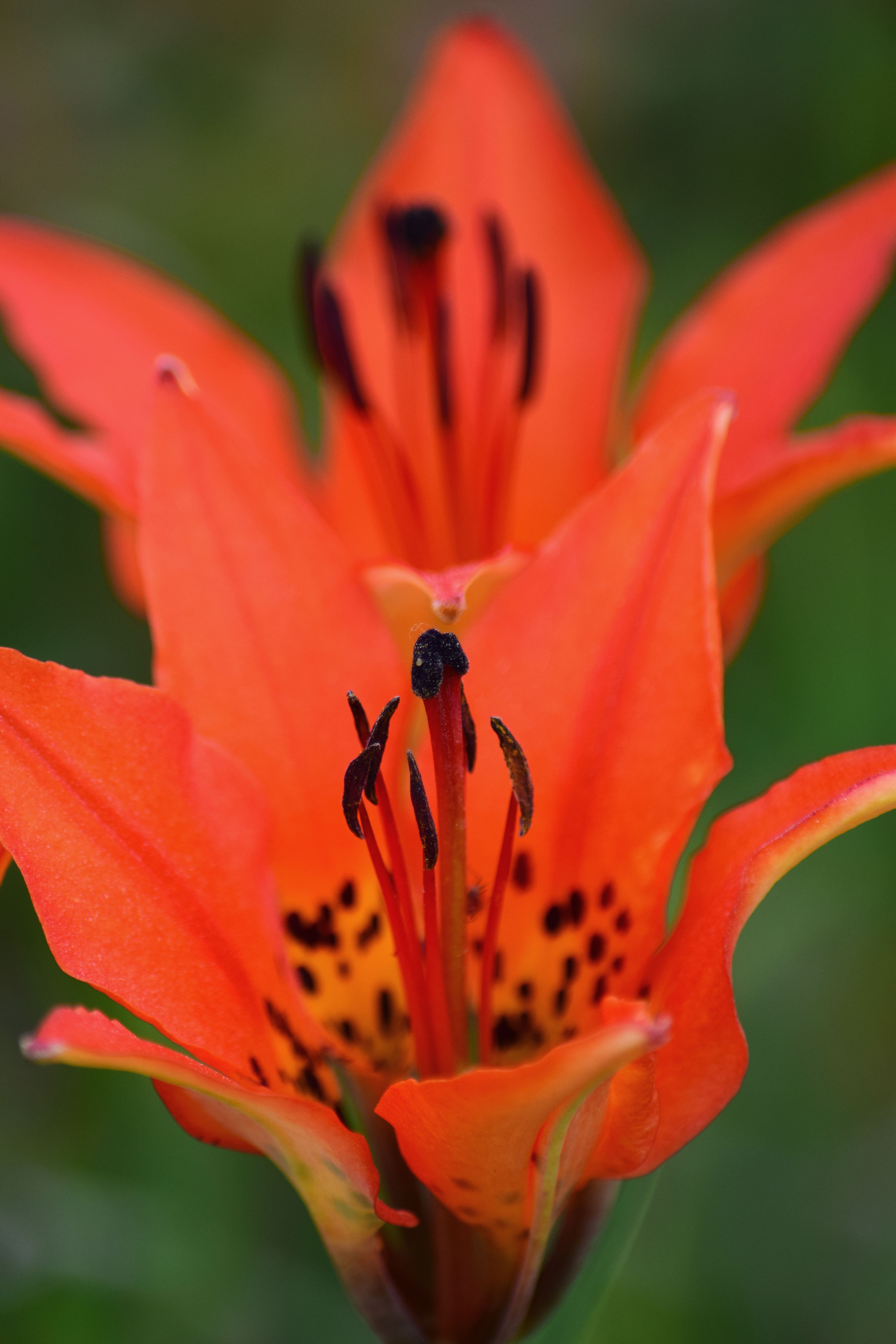 Exotic Orange Flower in a Garden · Free Stock Photo