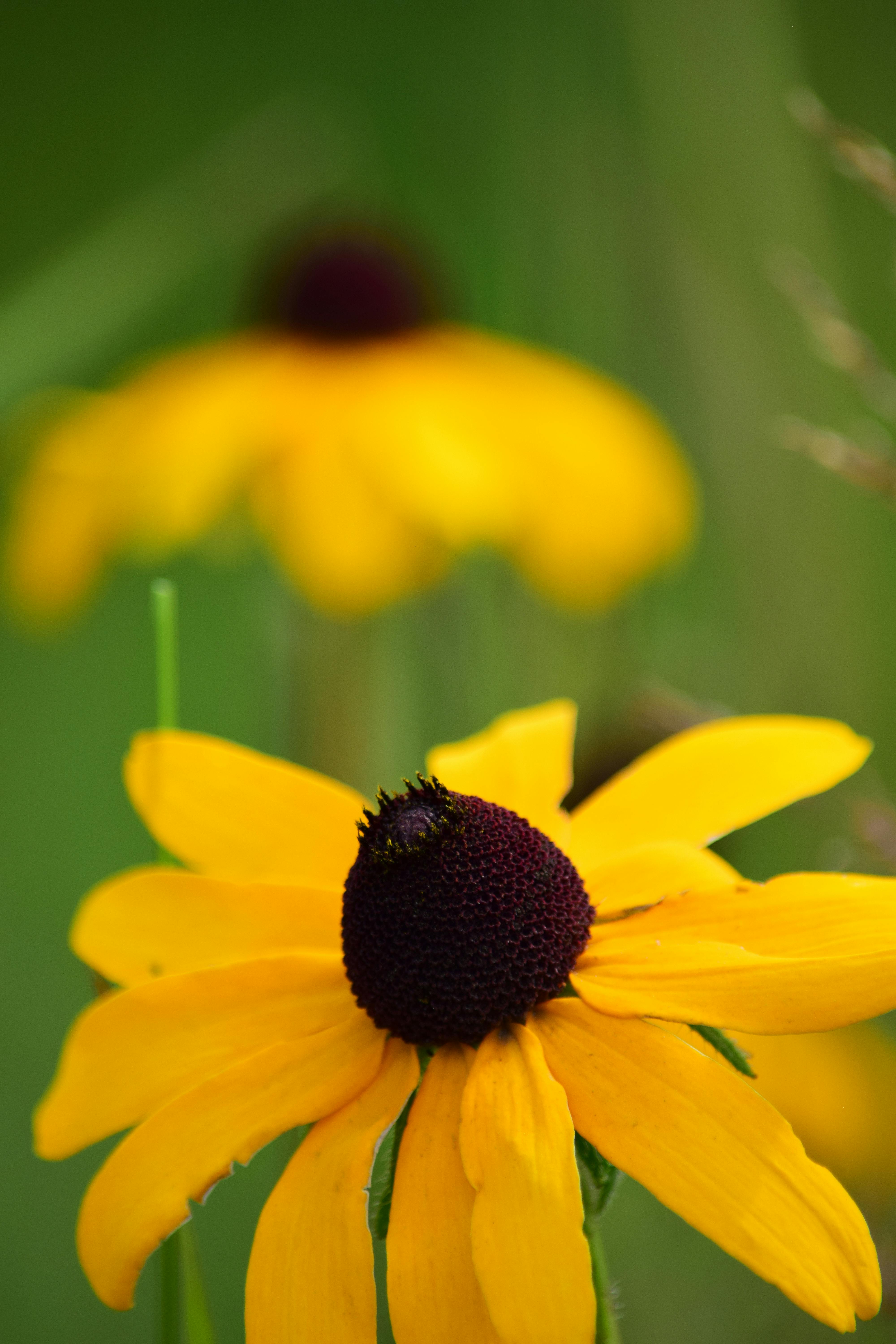 Black Eyes Susan Flower · Free Stock Photo
