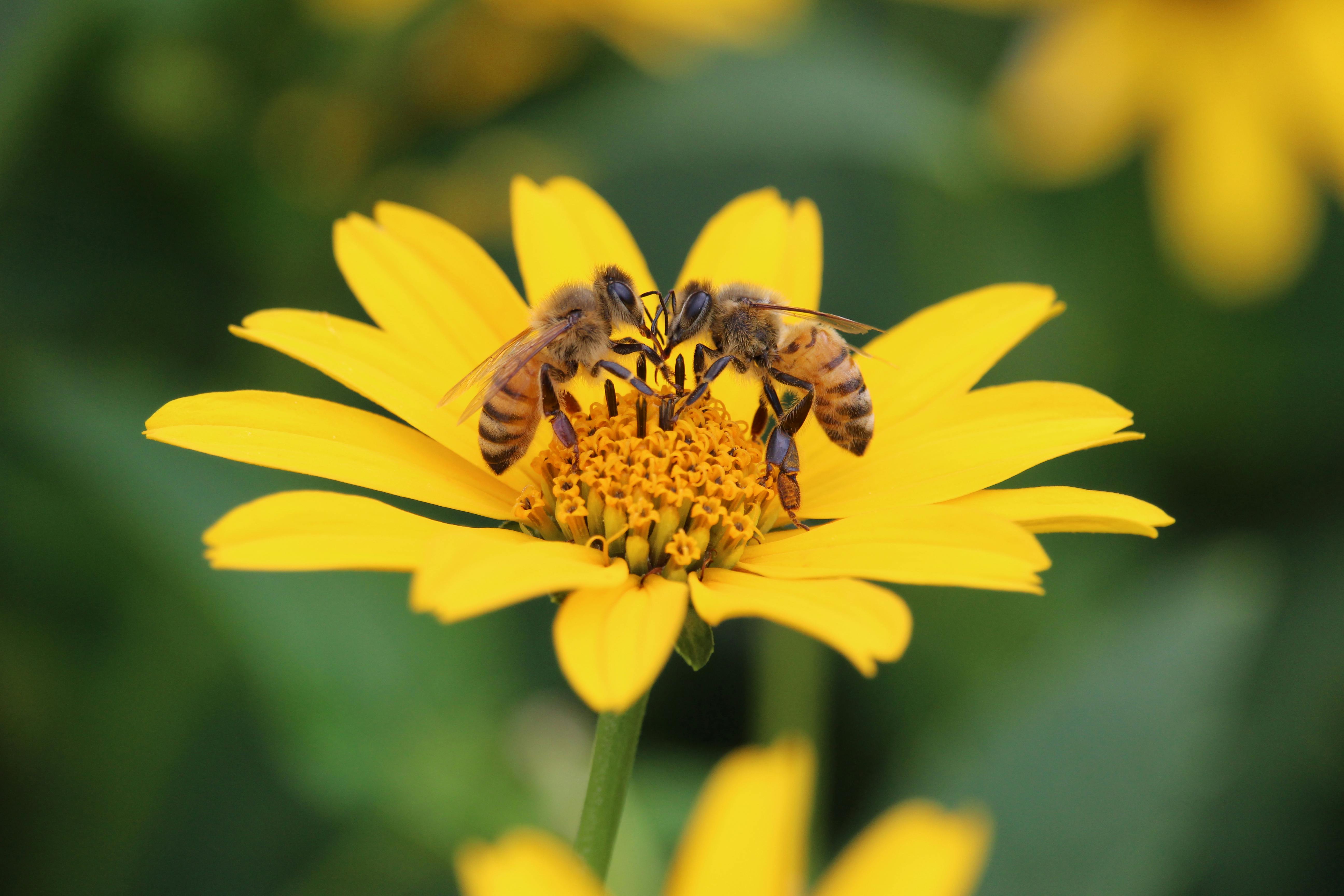Bees Sitting on Blooming Flower · Free Stock Photo