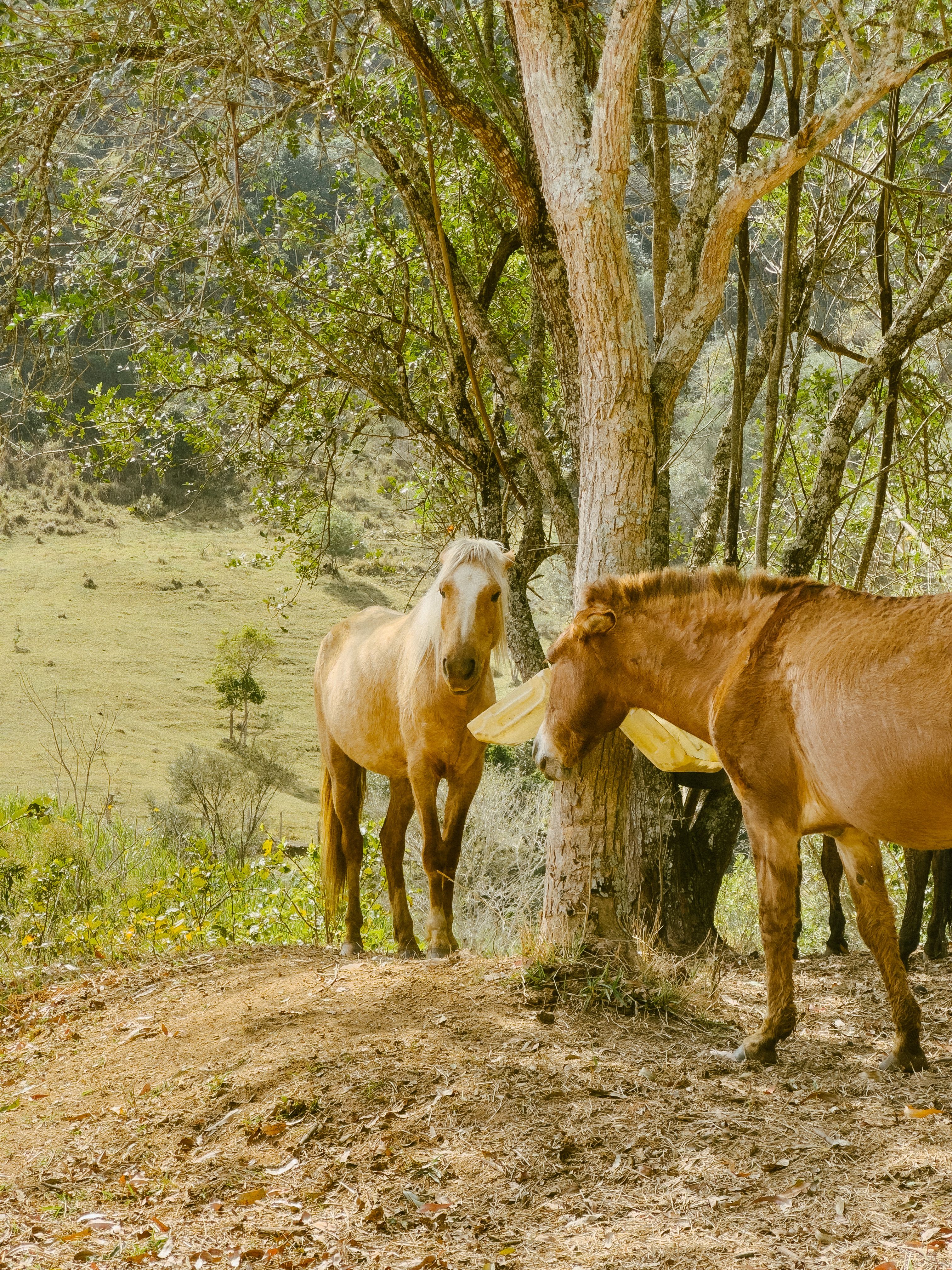 Horses near Tree in Countryside · Free Stock Photo