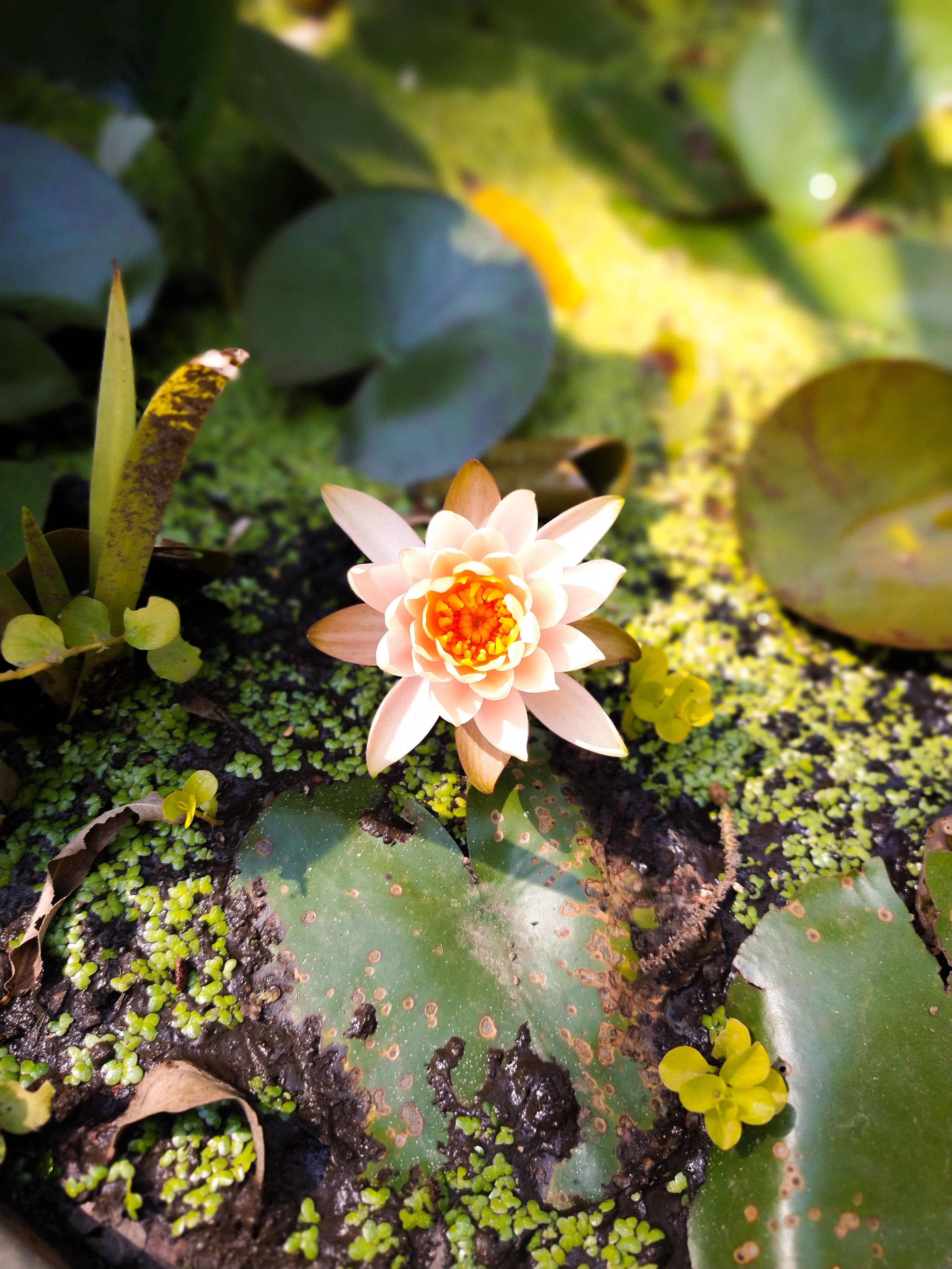 Close up of White Lily Flower · Free Stock Photo
