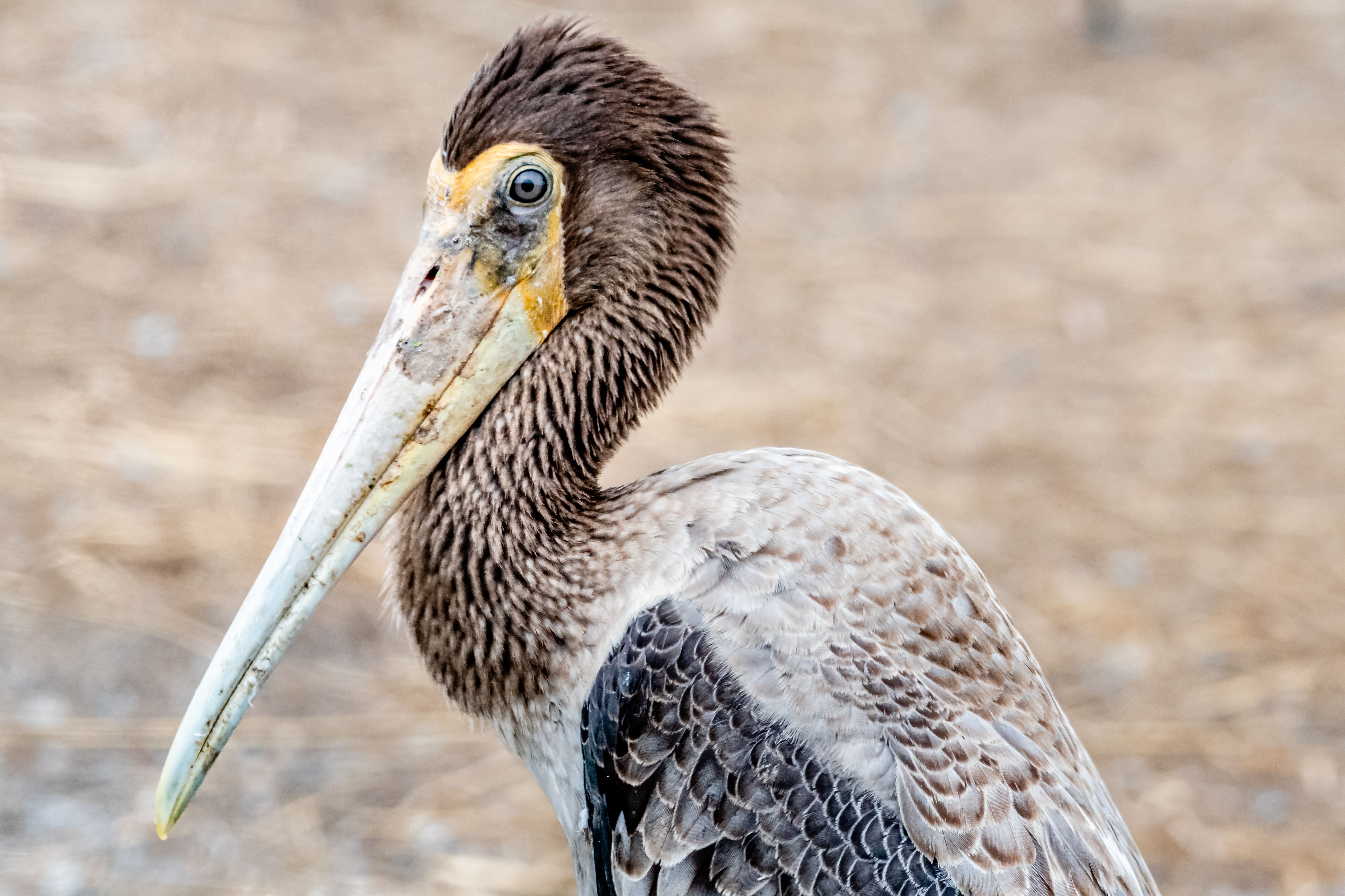 Beak of Stork Bird · Free Stock Photo