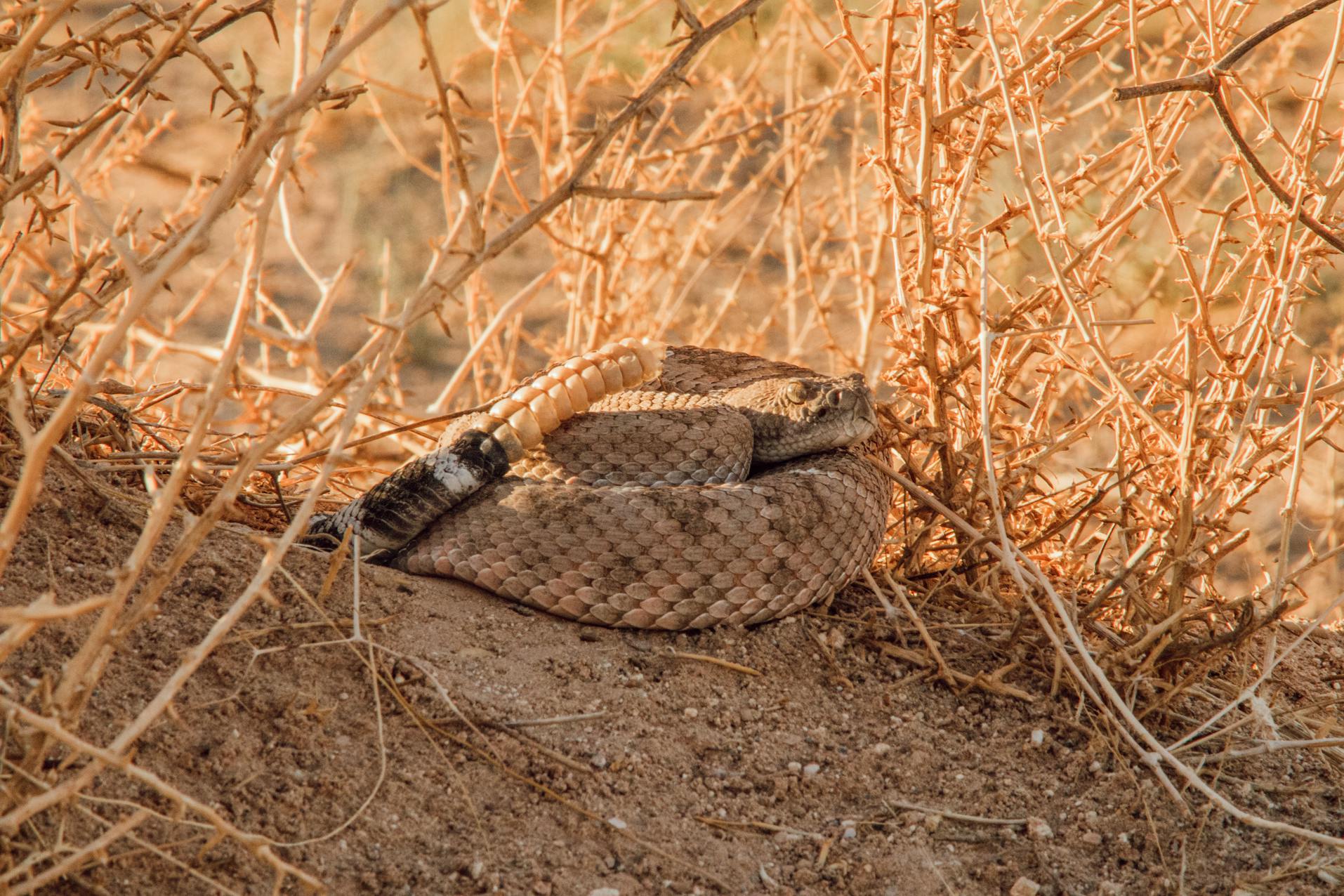 Western Rattlesnakes: Habitat, Behavior, Ecology