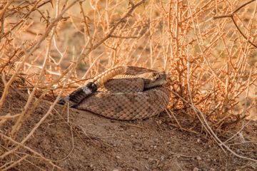 Sweetwater Rattlesnake Roundup: Texas Tradition Explained