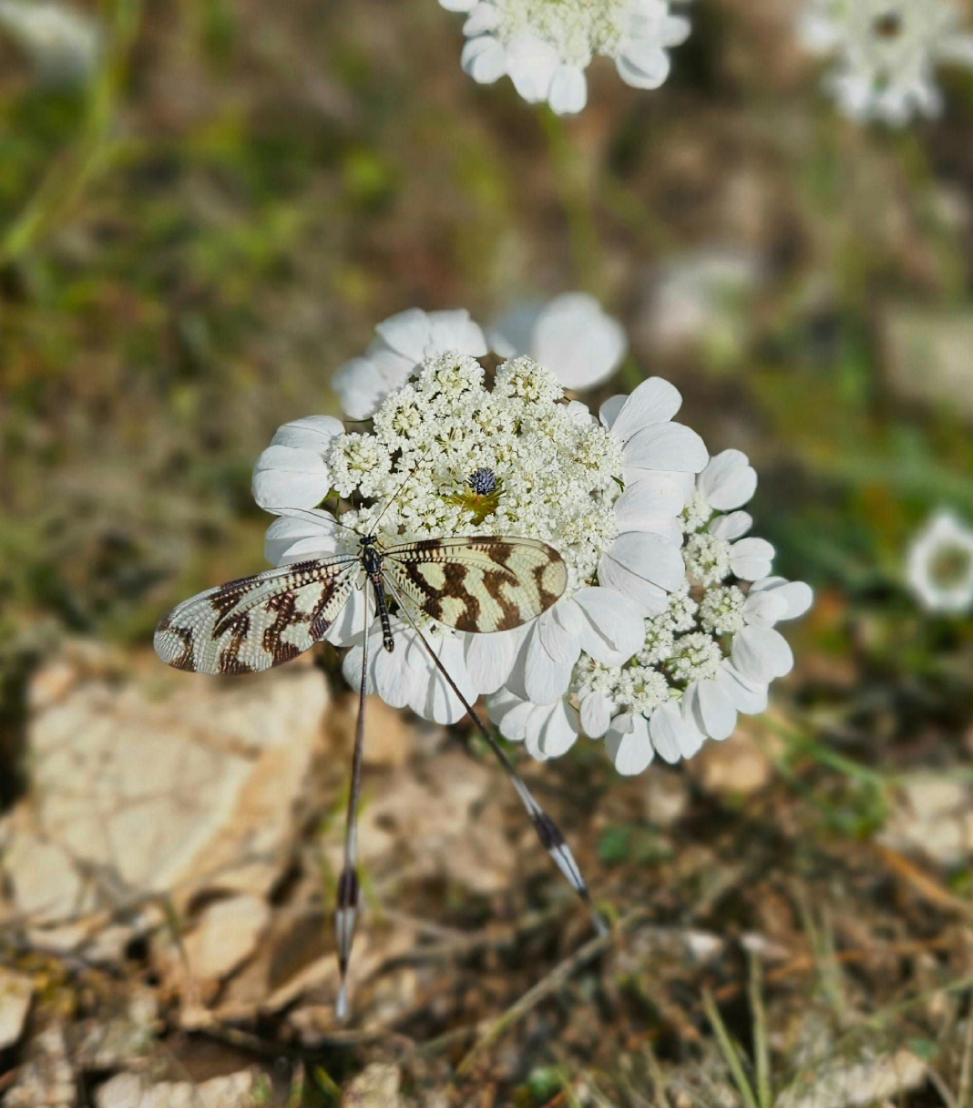 Foto de stock gratuita sobre al aire libre, alas, alas delicadas ...