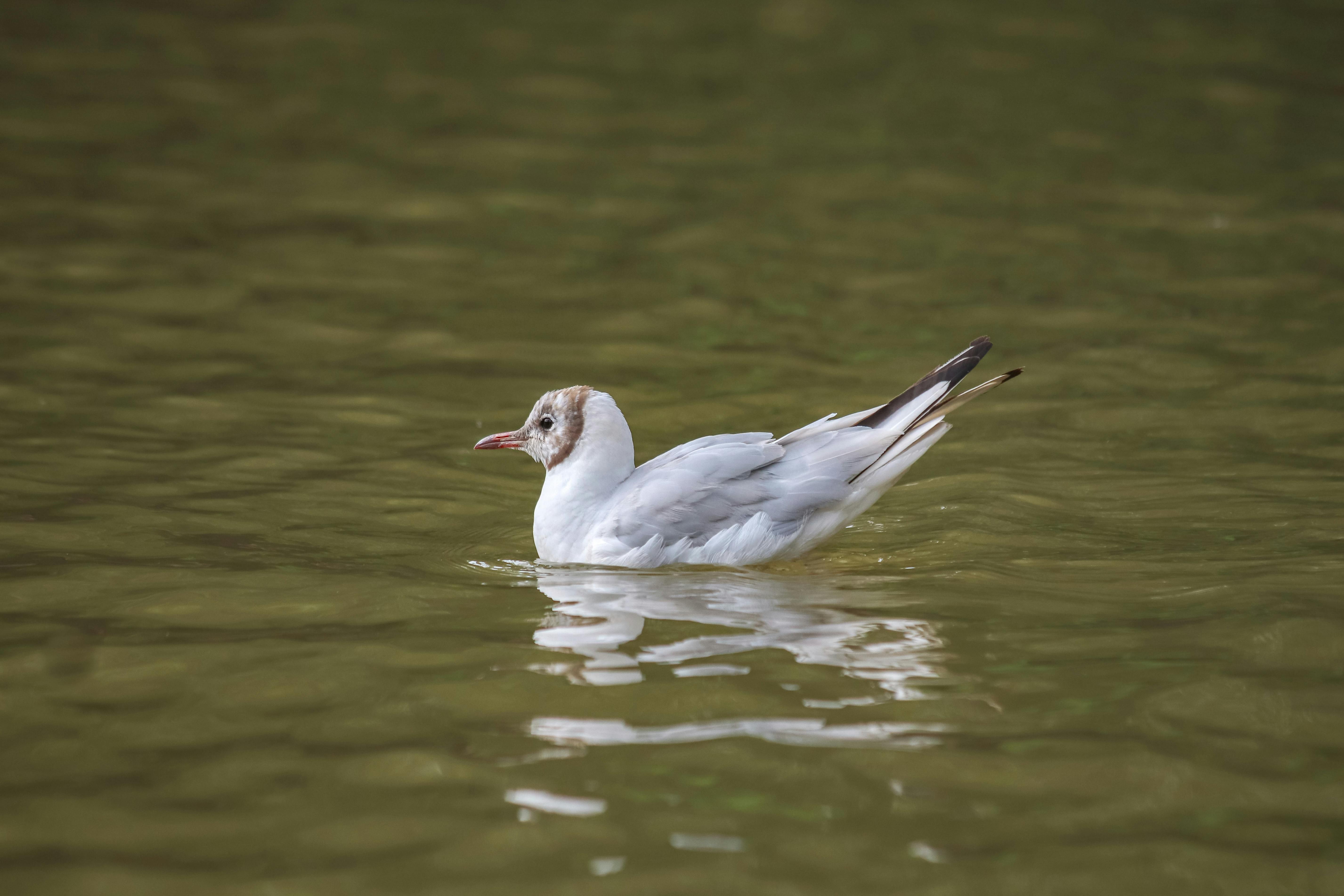 Seagull Floating in Bay next to Buoy · Free Stock Photo