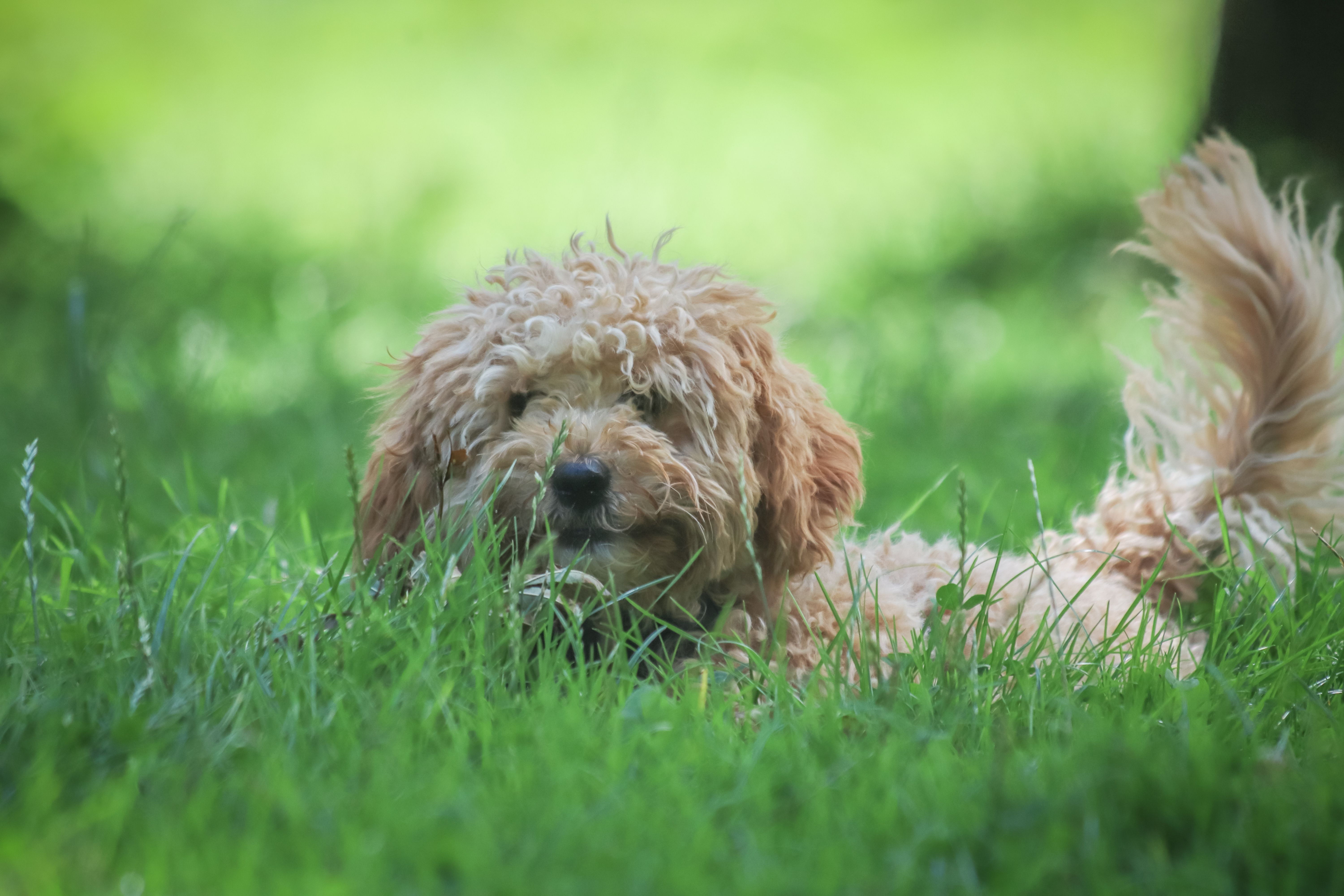 Labradoodle Photos, Download The BEST Free Labradoodle Stock Photos ...