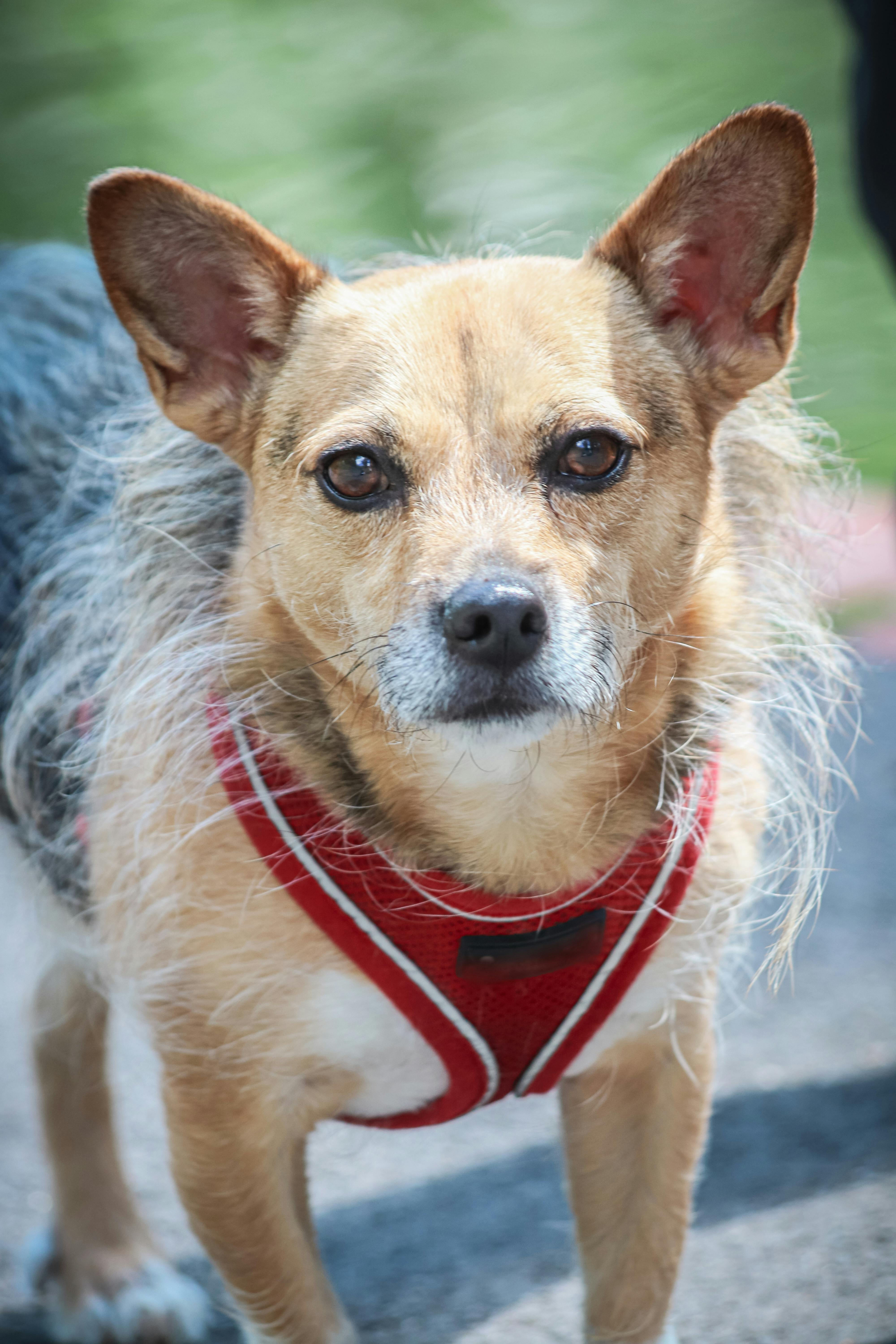 Picture of a Dog Standing Outside · Free Stock Photo