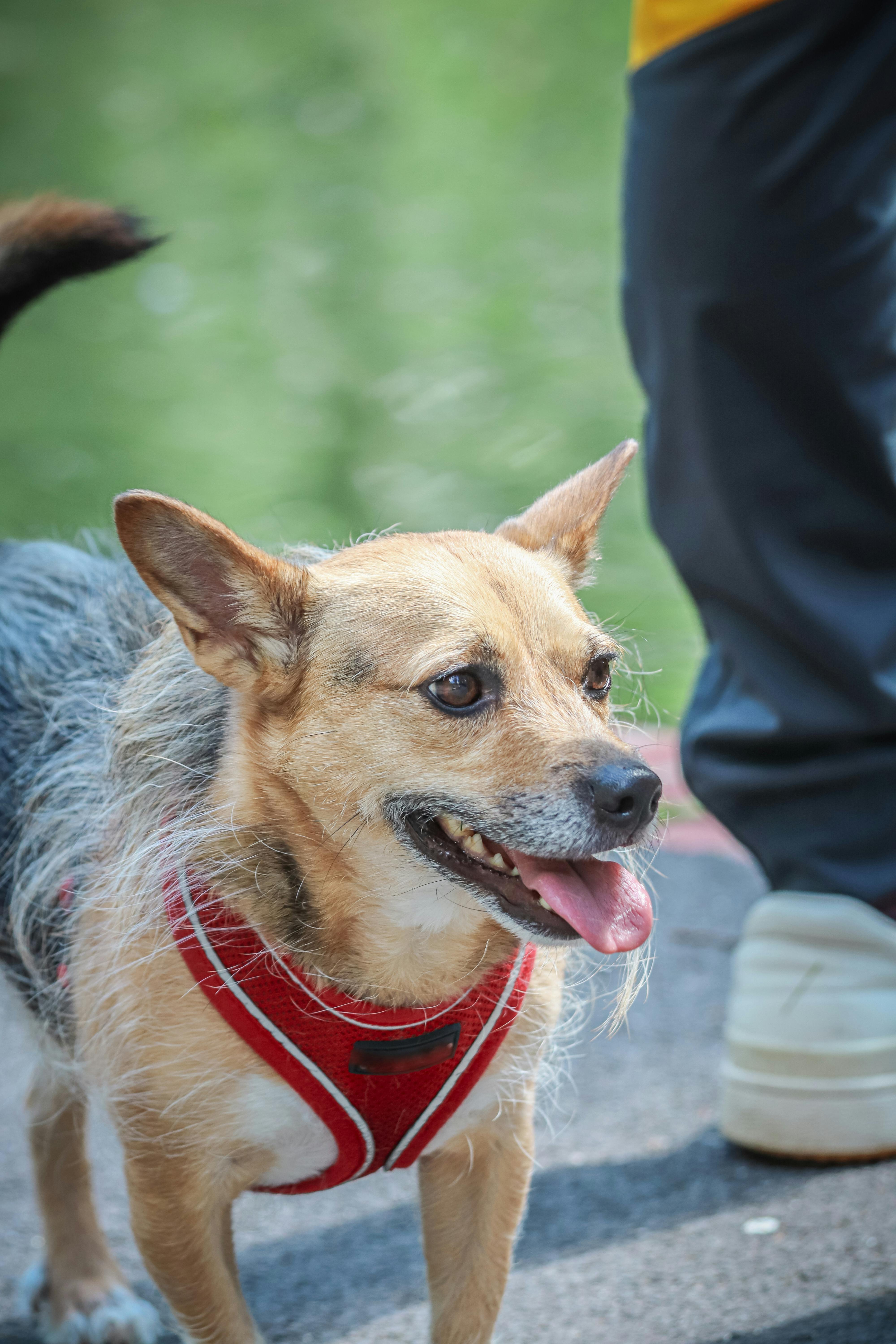 Ginger Dog in Red Suspenders · Free Stock Photo