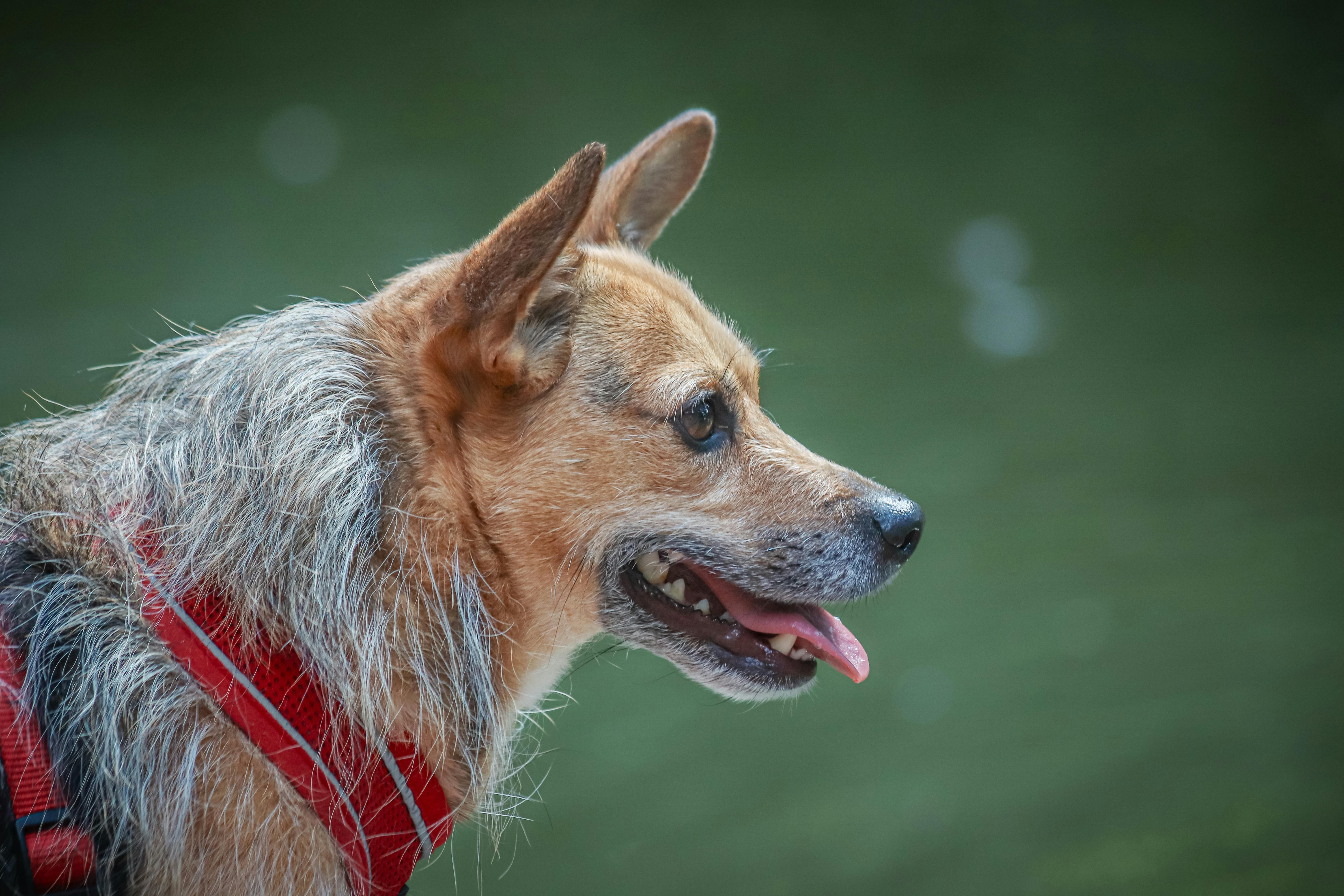 Portrait of Furry Dog against River · Free Stock Photo
