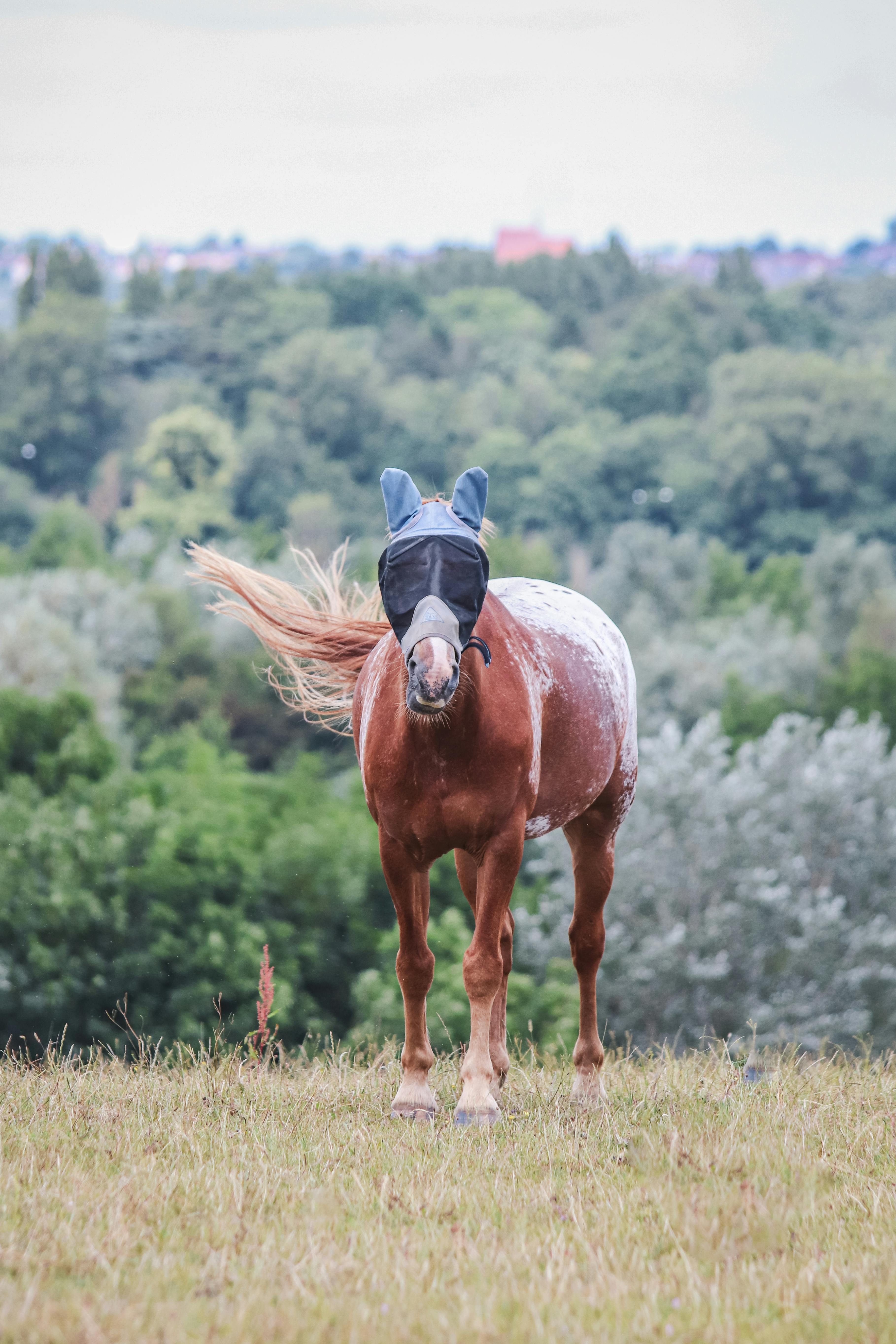 Flying Horse Photos, Download The BEST Free Flying Horse Stock Photos ...
