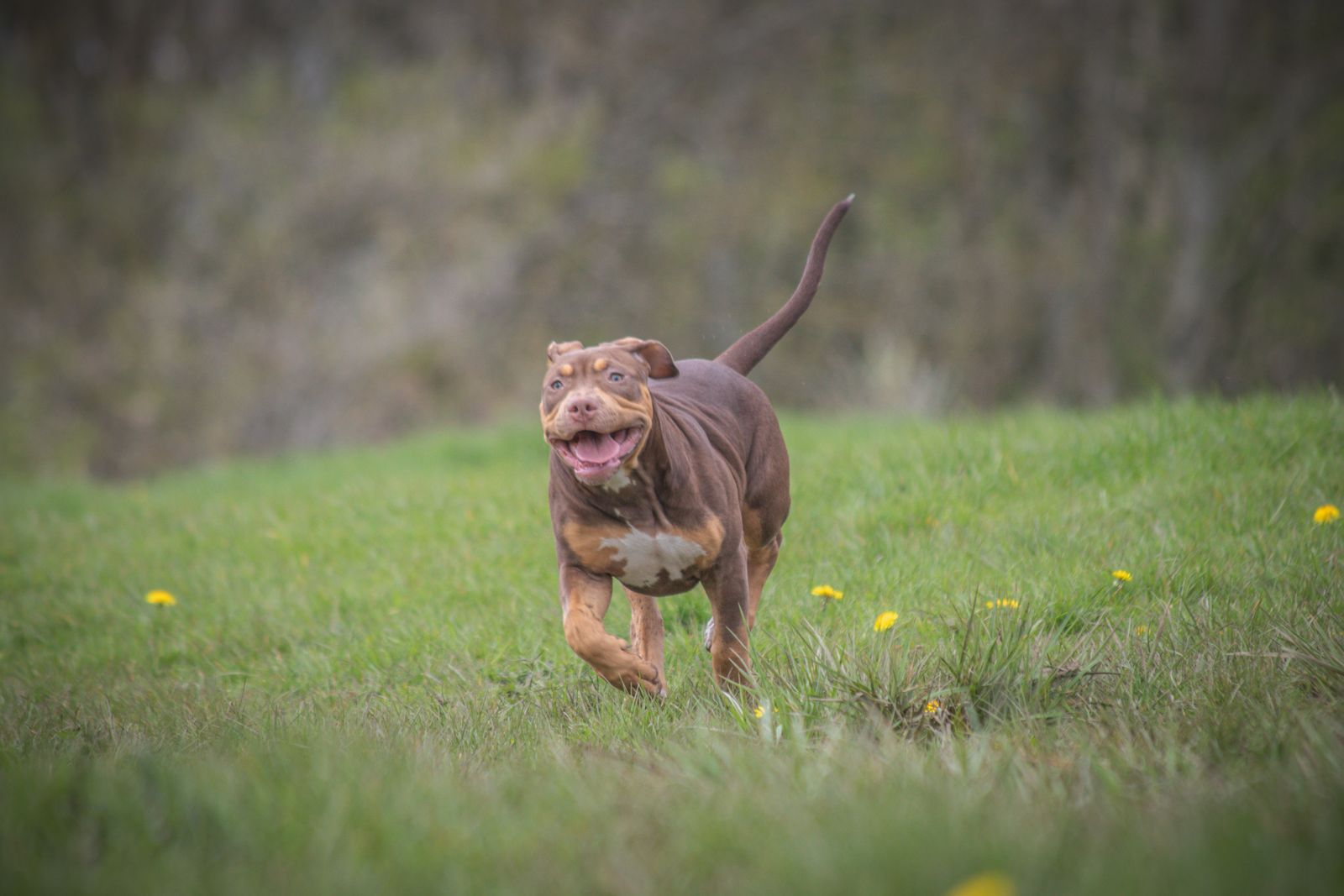 Dog Man Wallpaper Photos, Download The BEST Free Dog Man Wallpaper ...