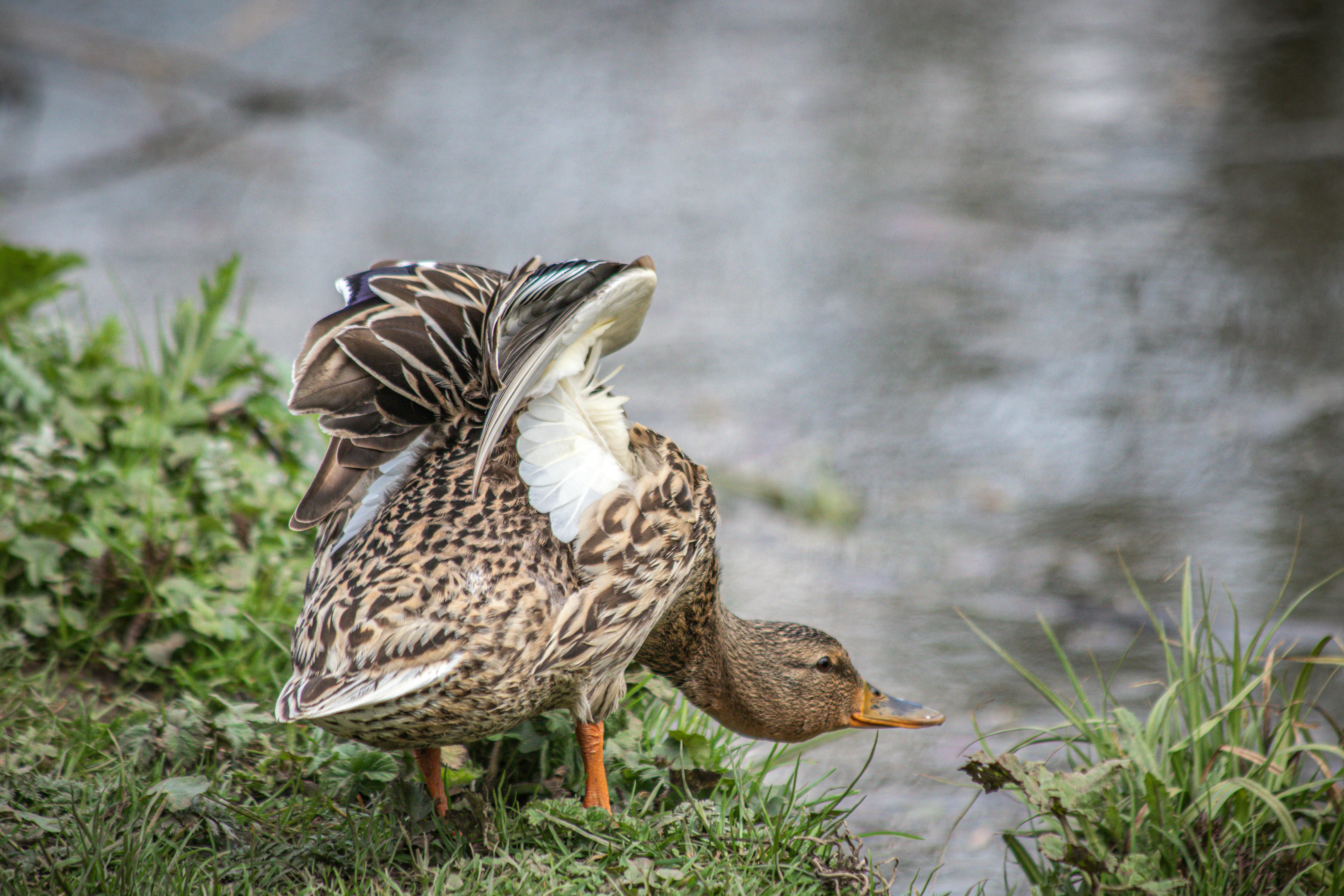 Back View of Duck · Free Stock Photo