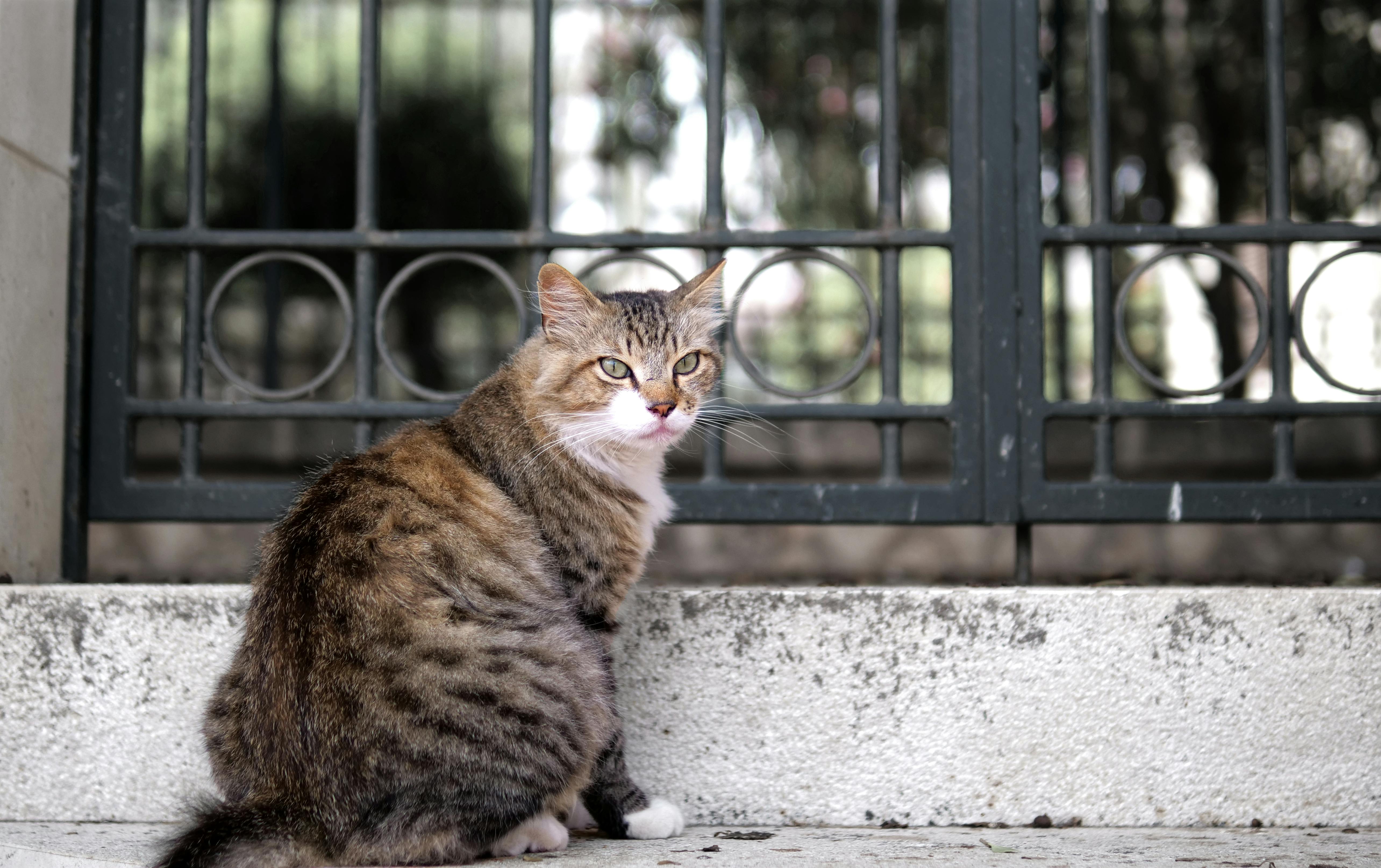 Fluffy Tabby Cat · Free Stock Photo