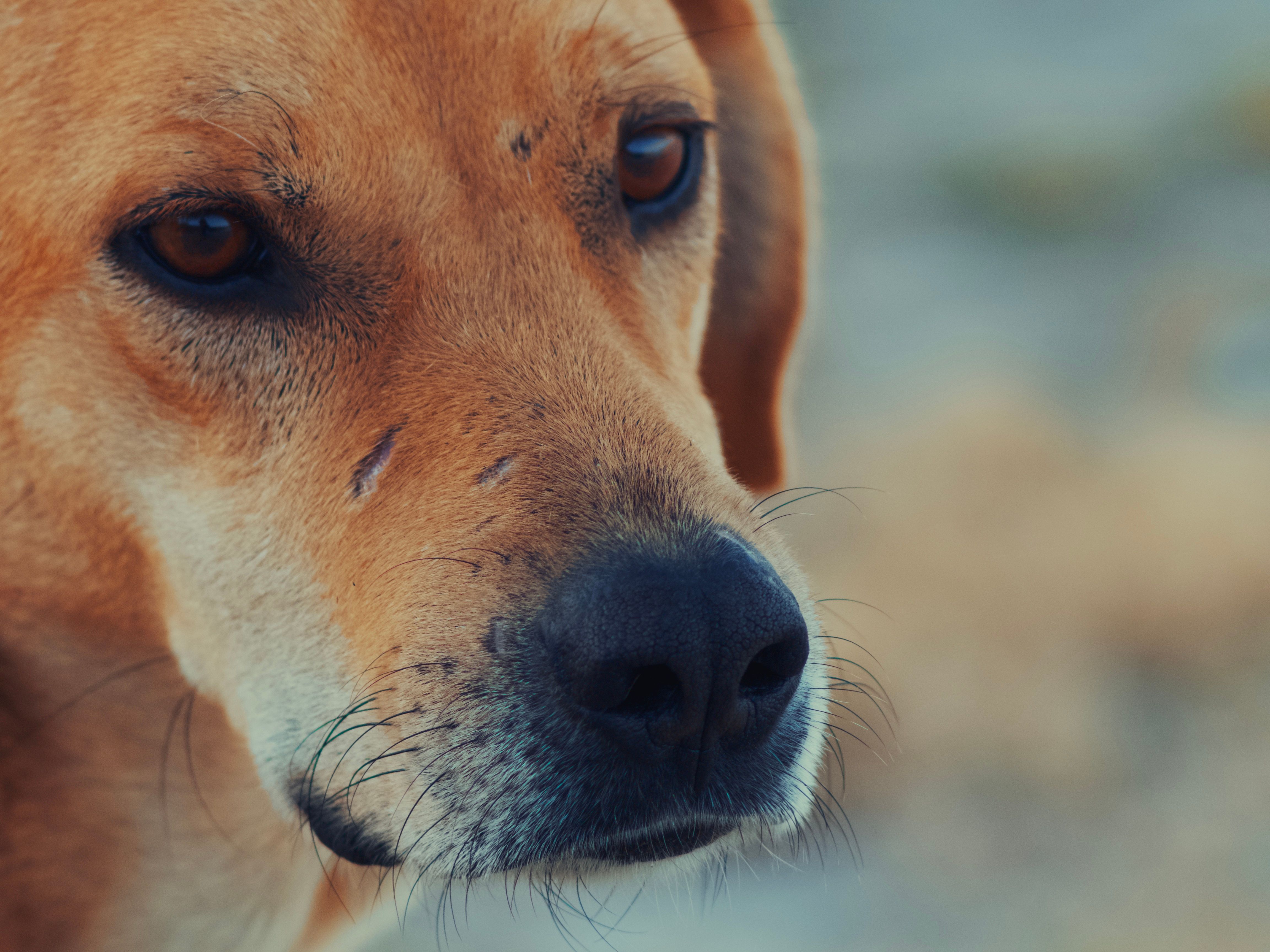 Dog Use Facial Expression Photos, Download The BEST Free Dog Use Facial ...