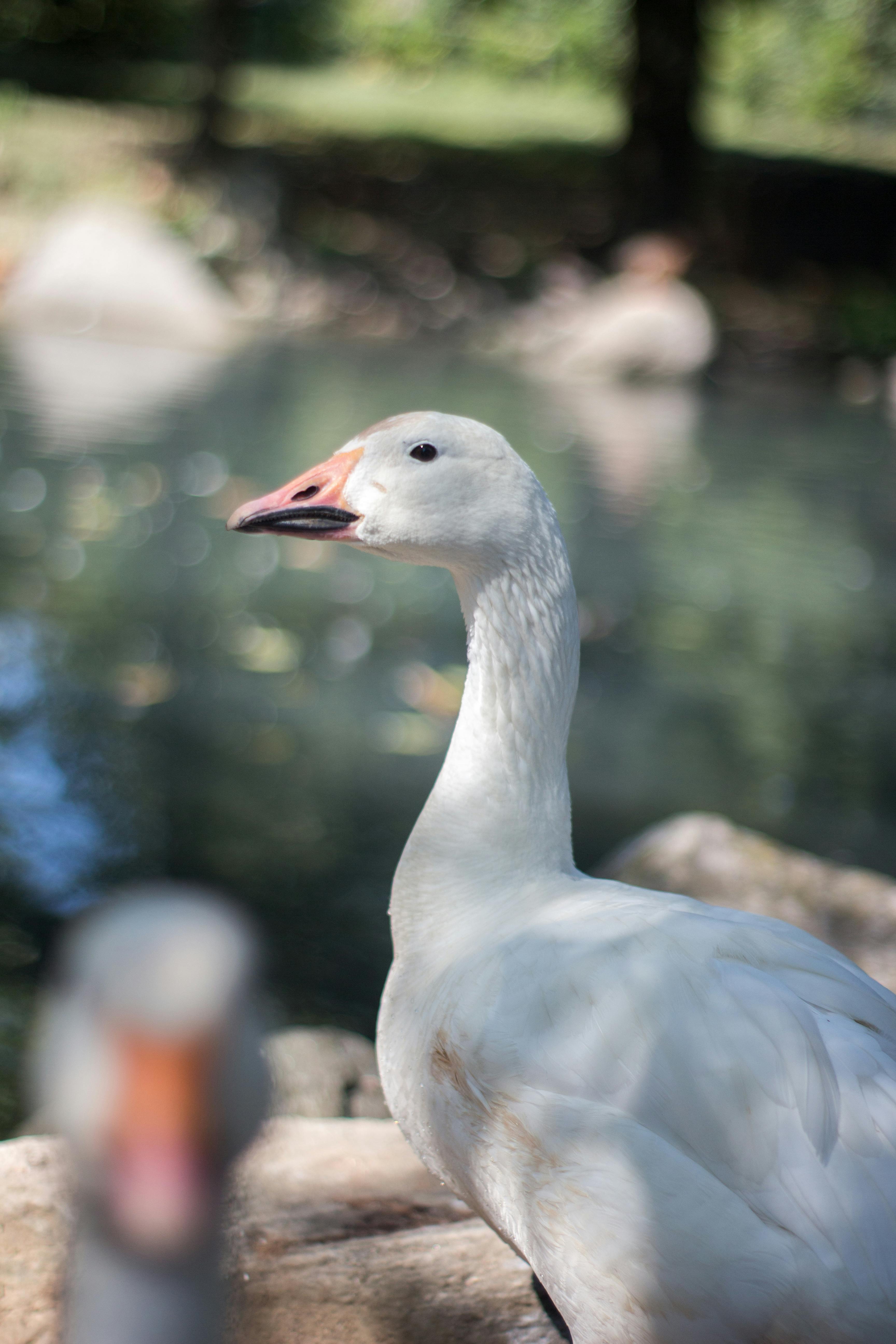 Close up of Goose · Free Stock Photo