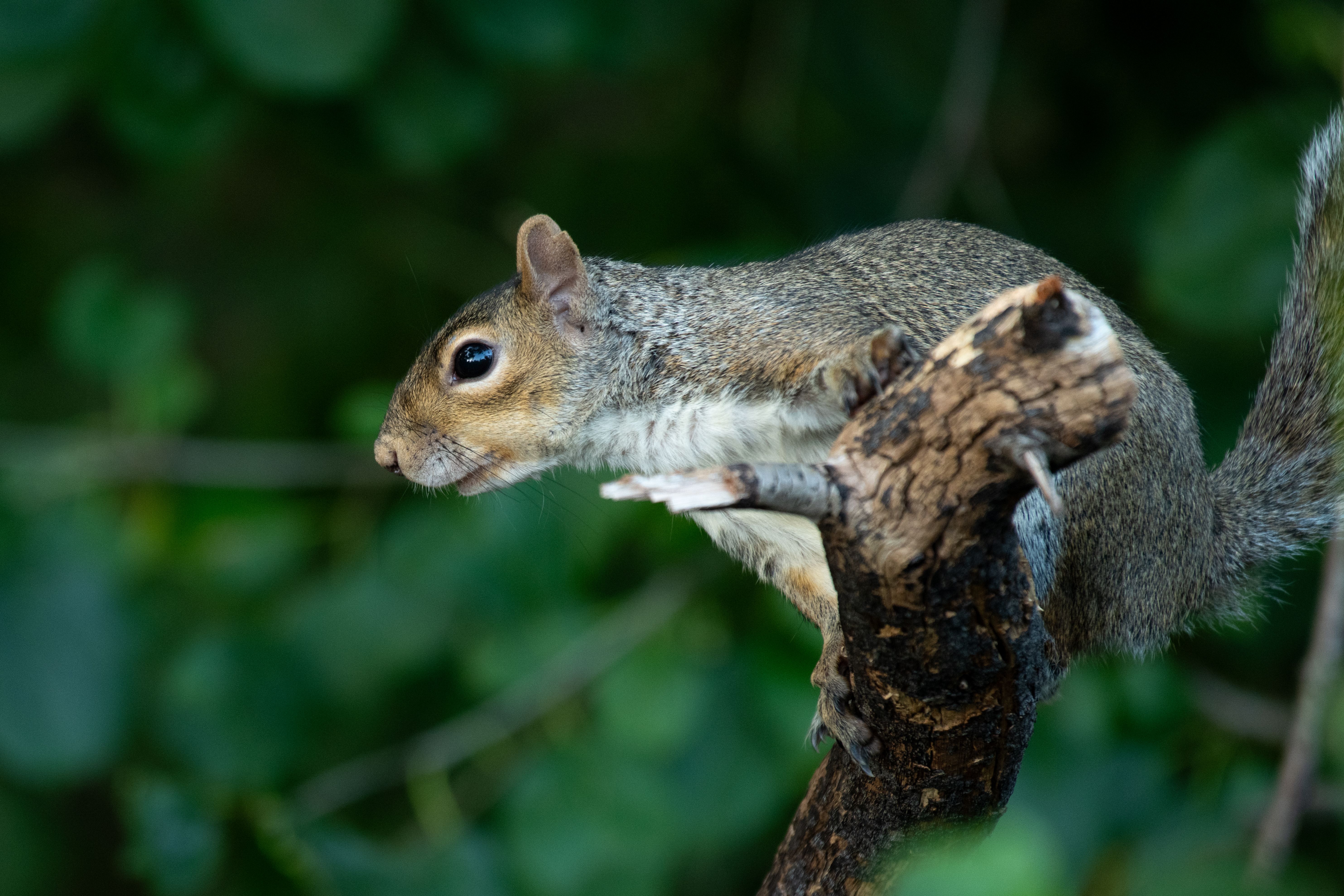 Squirrel Sitting on Branch · Free Stock Photo