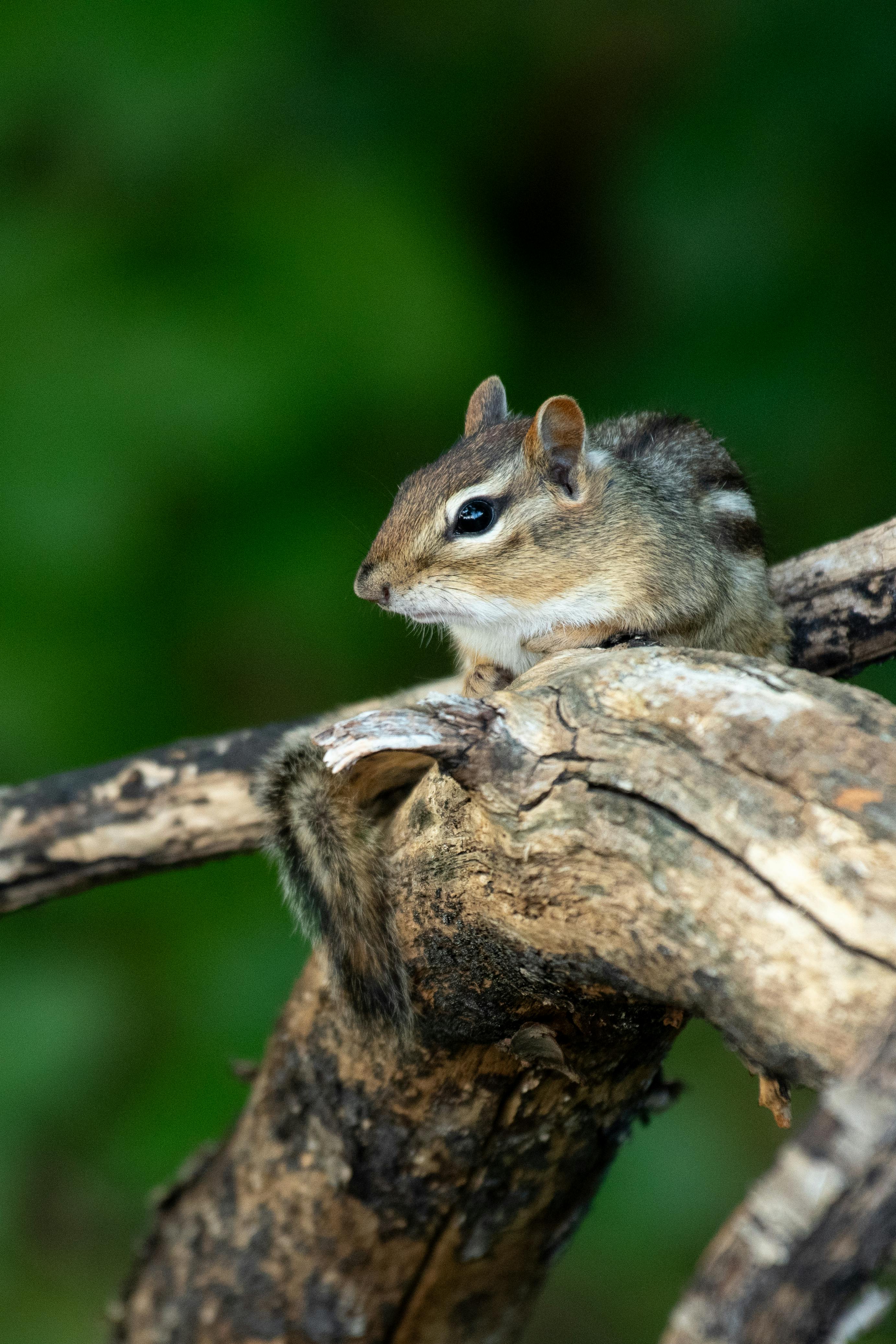 Chipmunk on Branch · Free Stock Photo