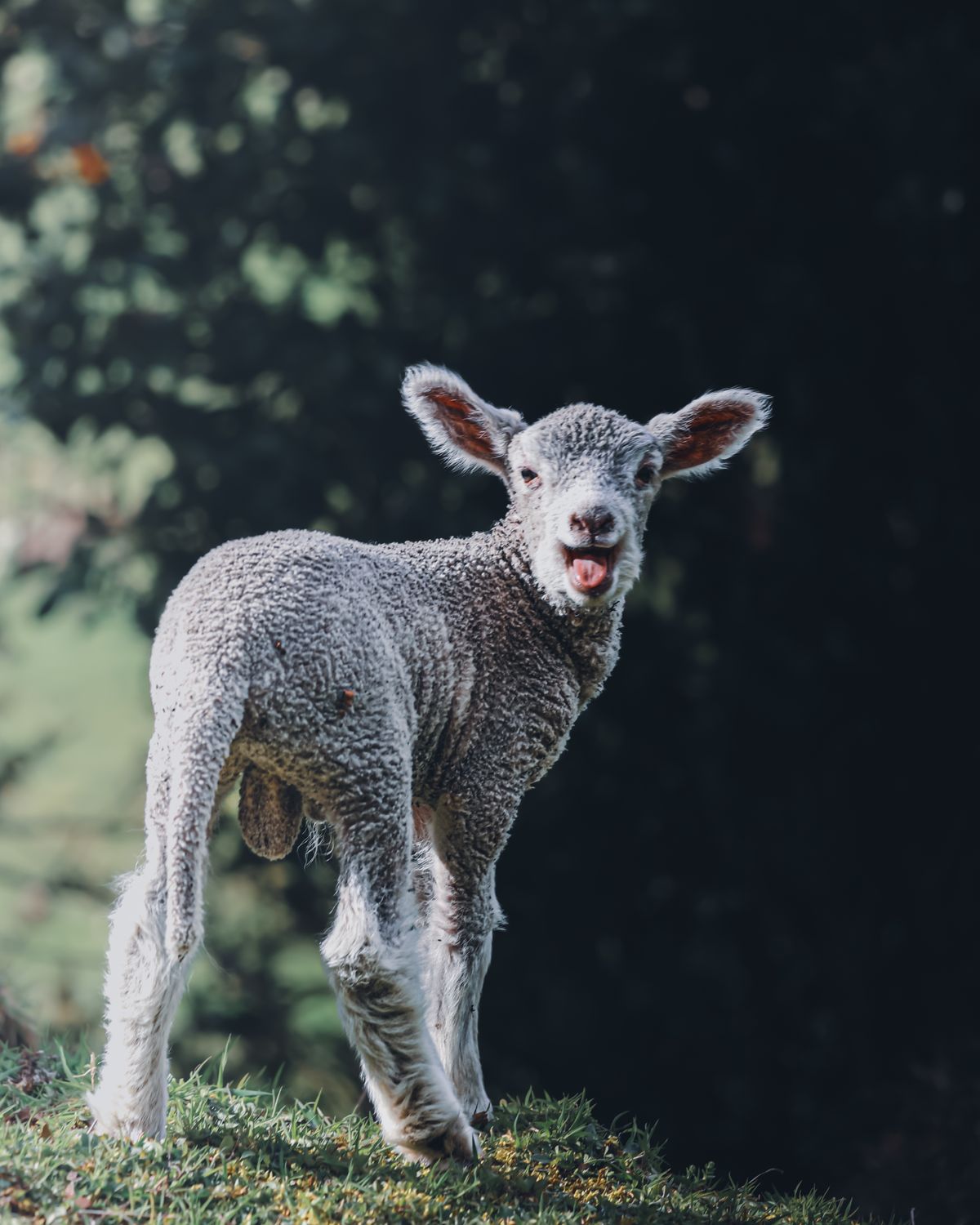 Lama Lamb Photos, Download The BEST Free Lama Lamb Stock Photos & HD Images