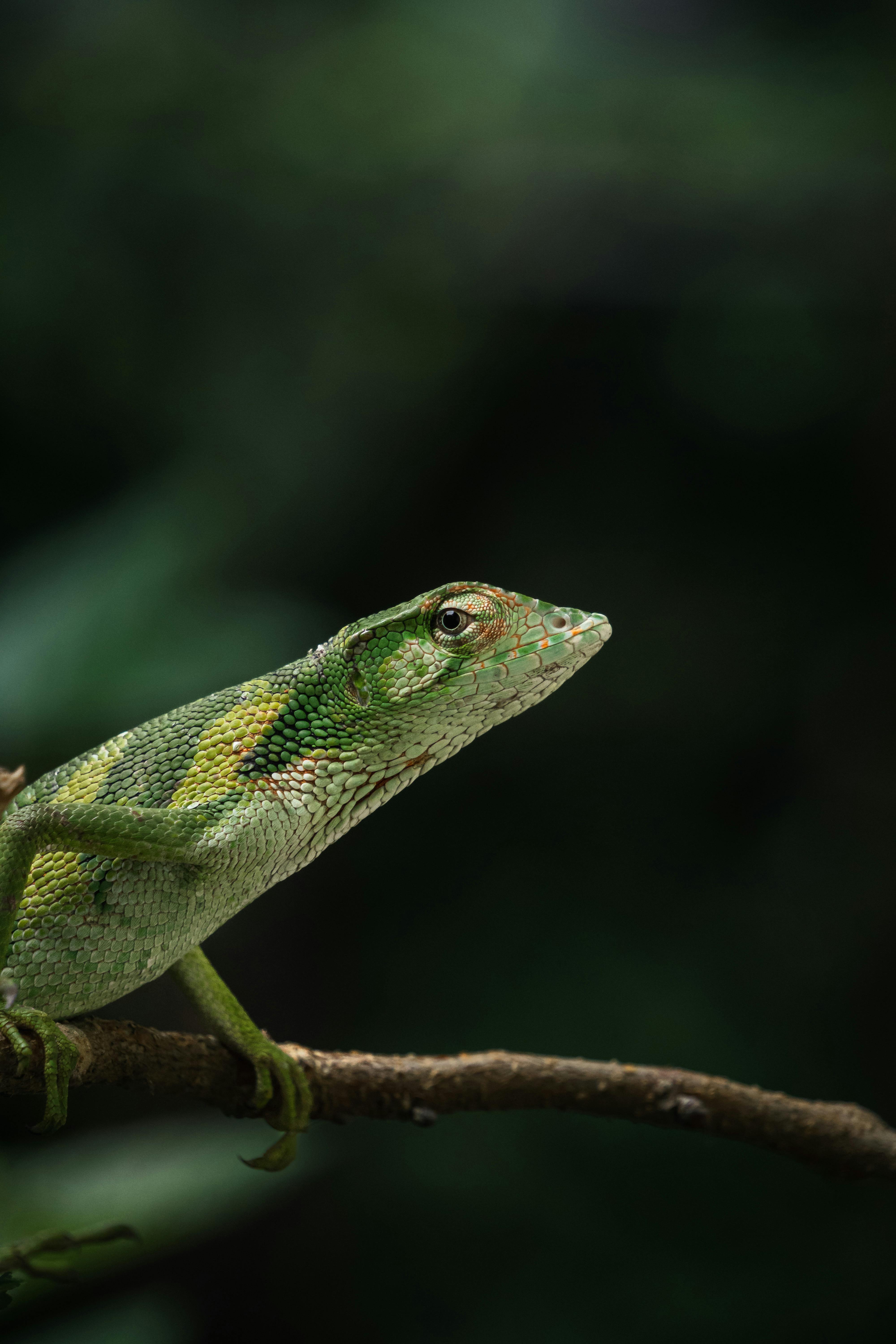 Close-Up Photo of a Green Lizard · Free Stock Photo