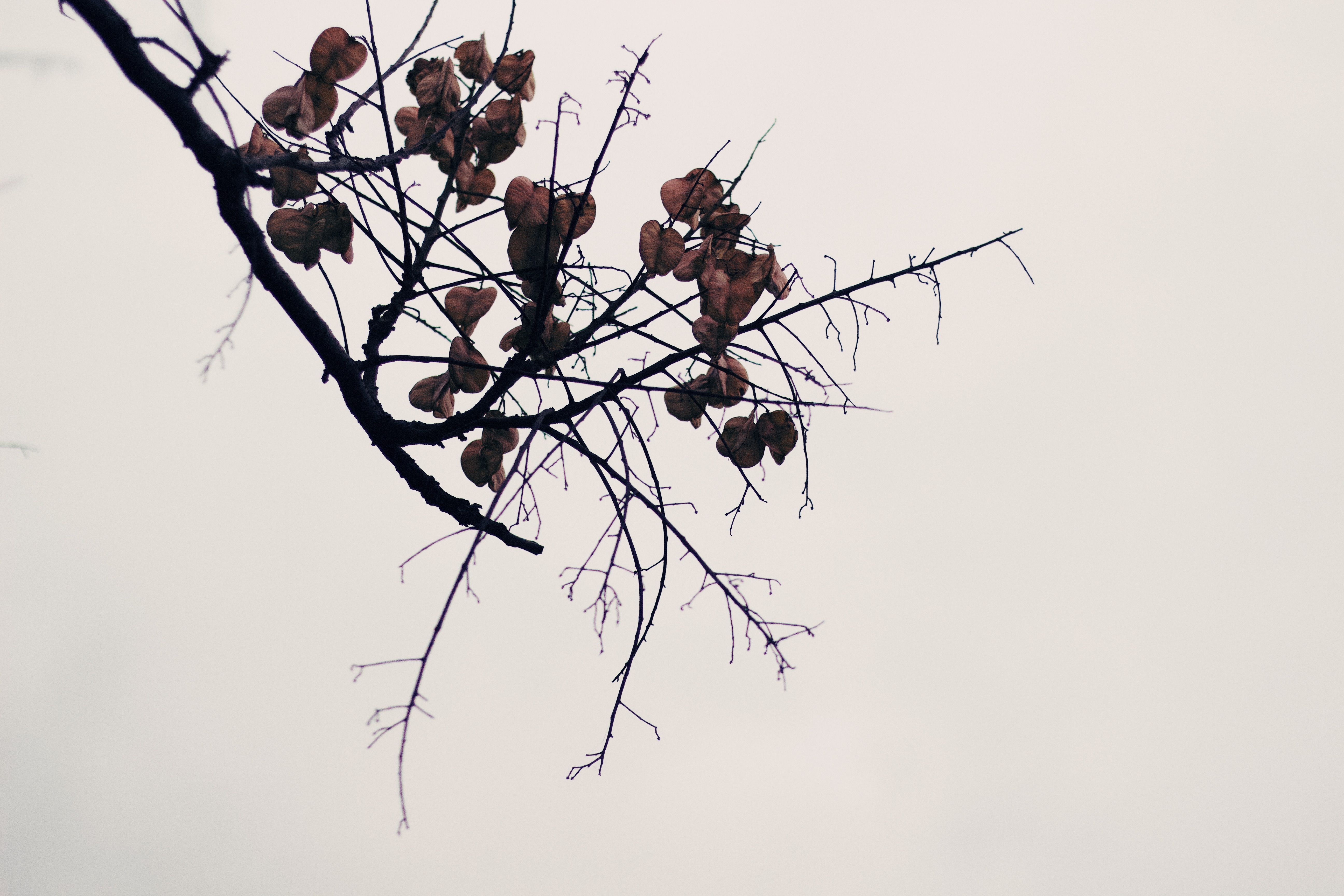 Bare Tree Branch against Sky Background · Free Stock Photo