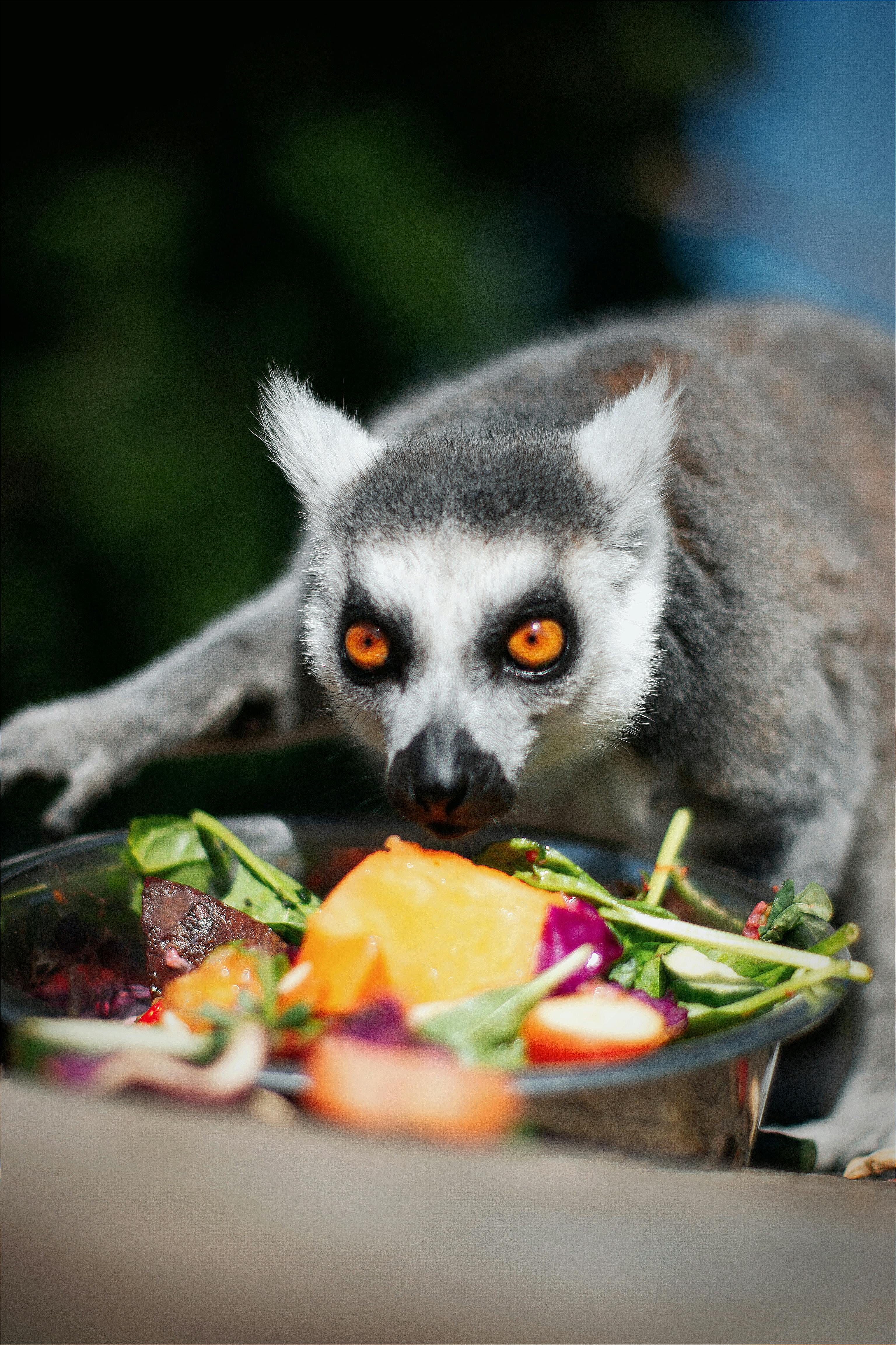 Lemur Eating a Fruit Salad · Free Stock Photo
