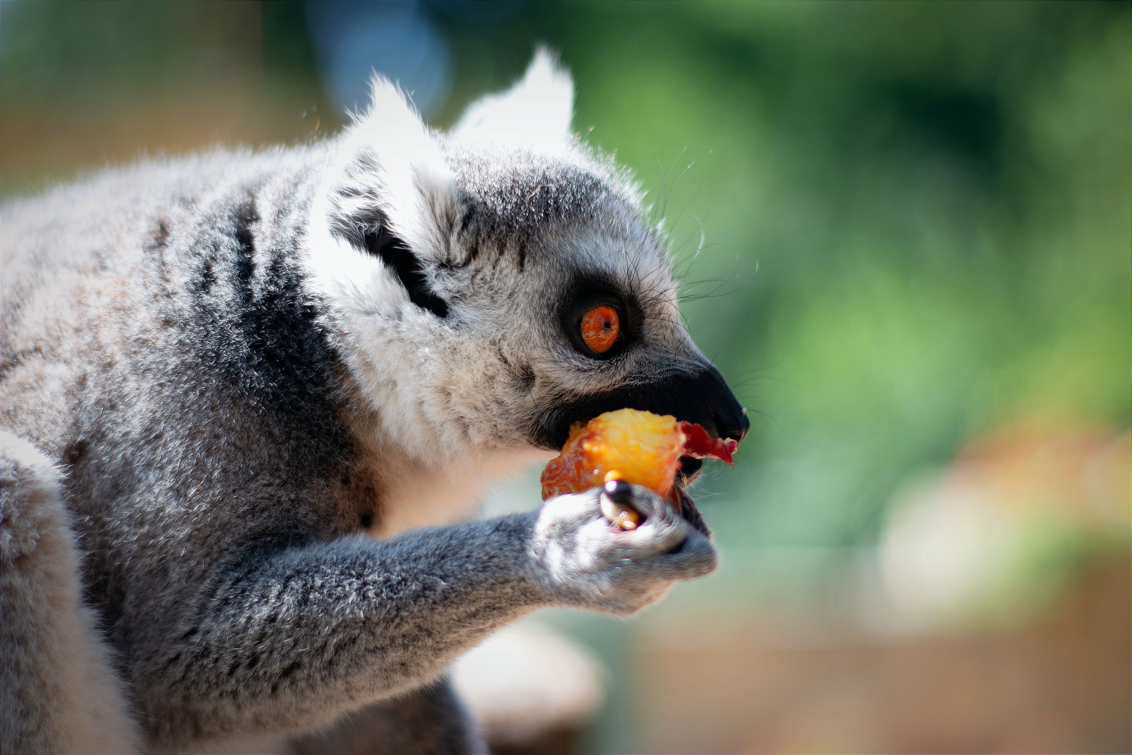 Gray and White Lemur · Free Stock Photo