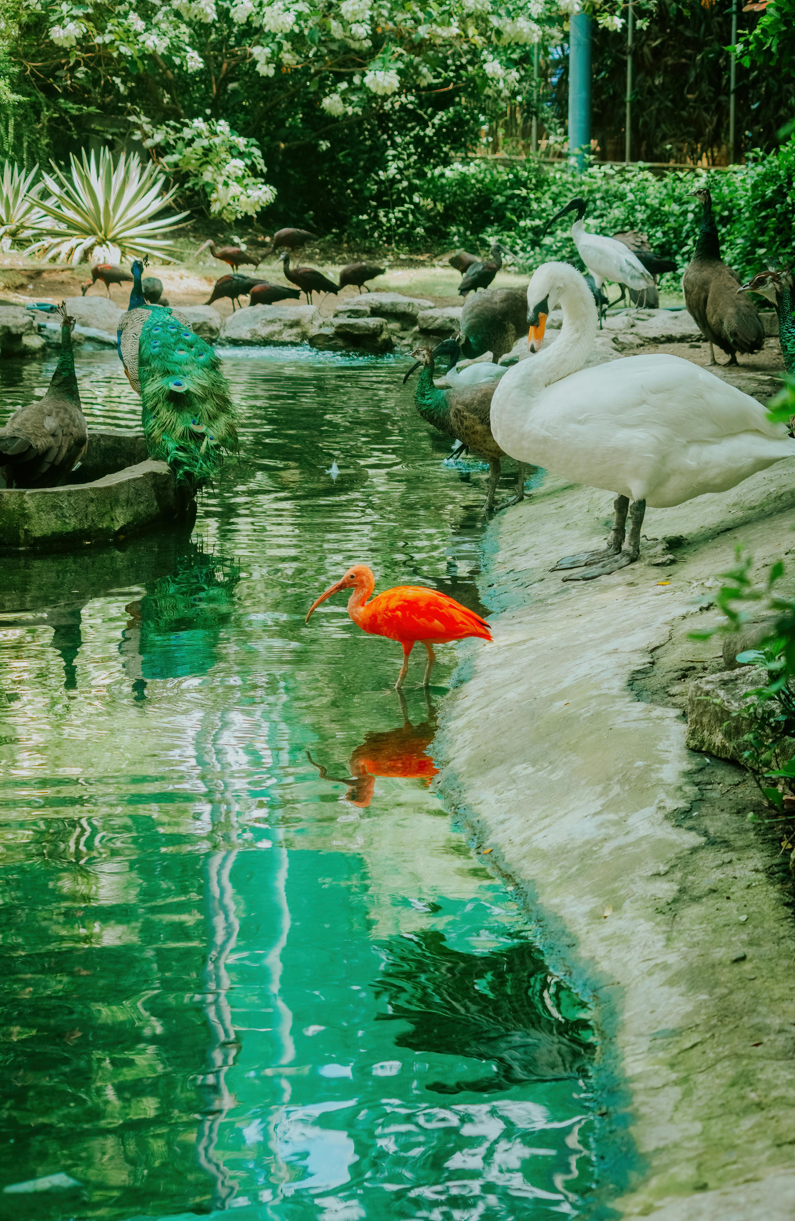 Birds in Zoo Aviary · Free Stock Photo