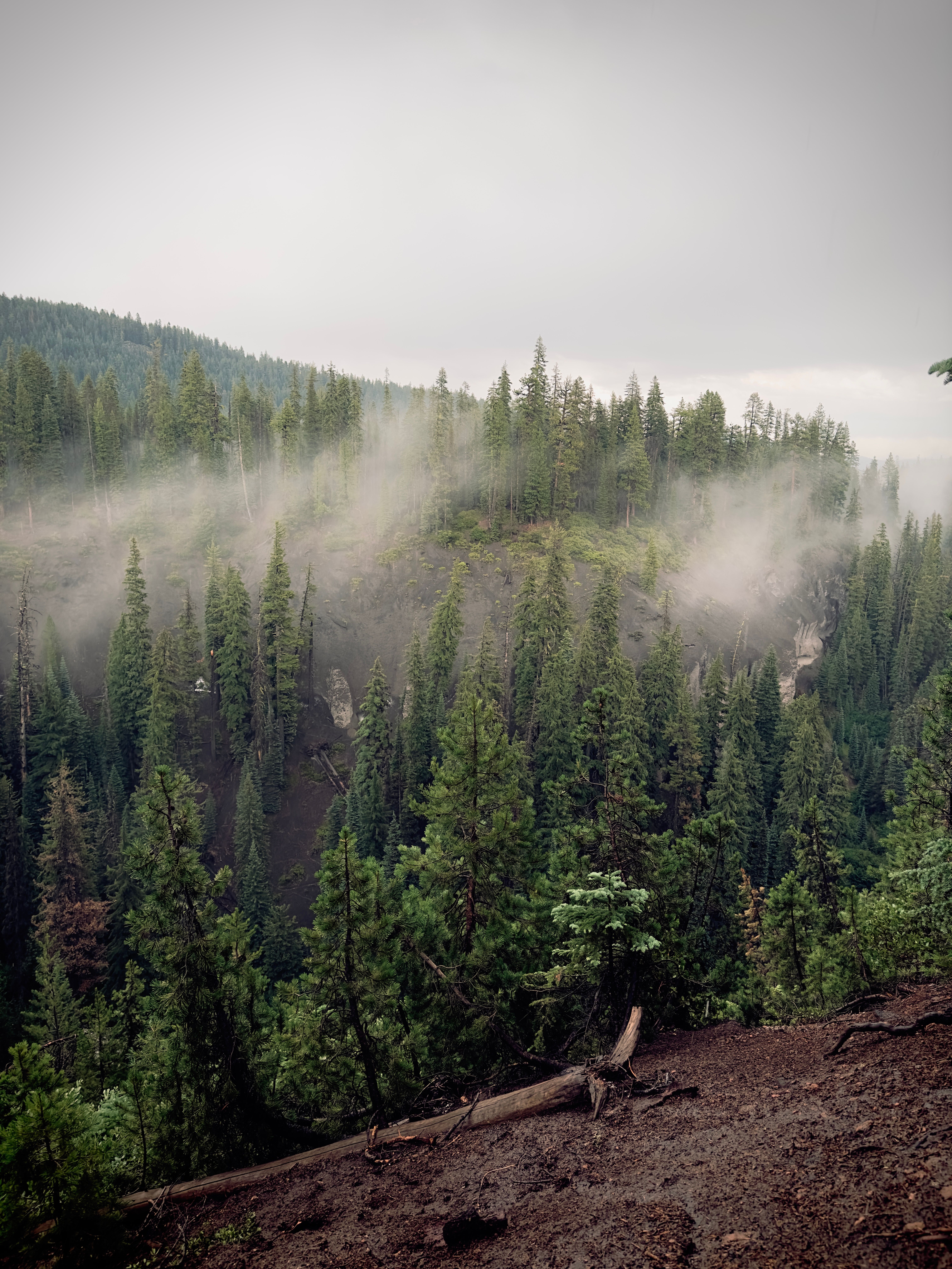 Photo Of Forest During Daytime · Free Stock Photo
