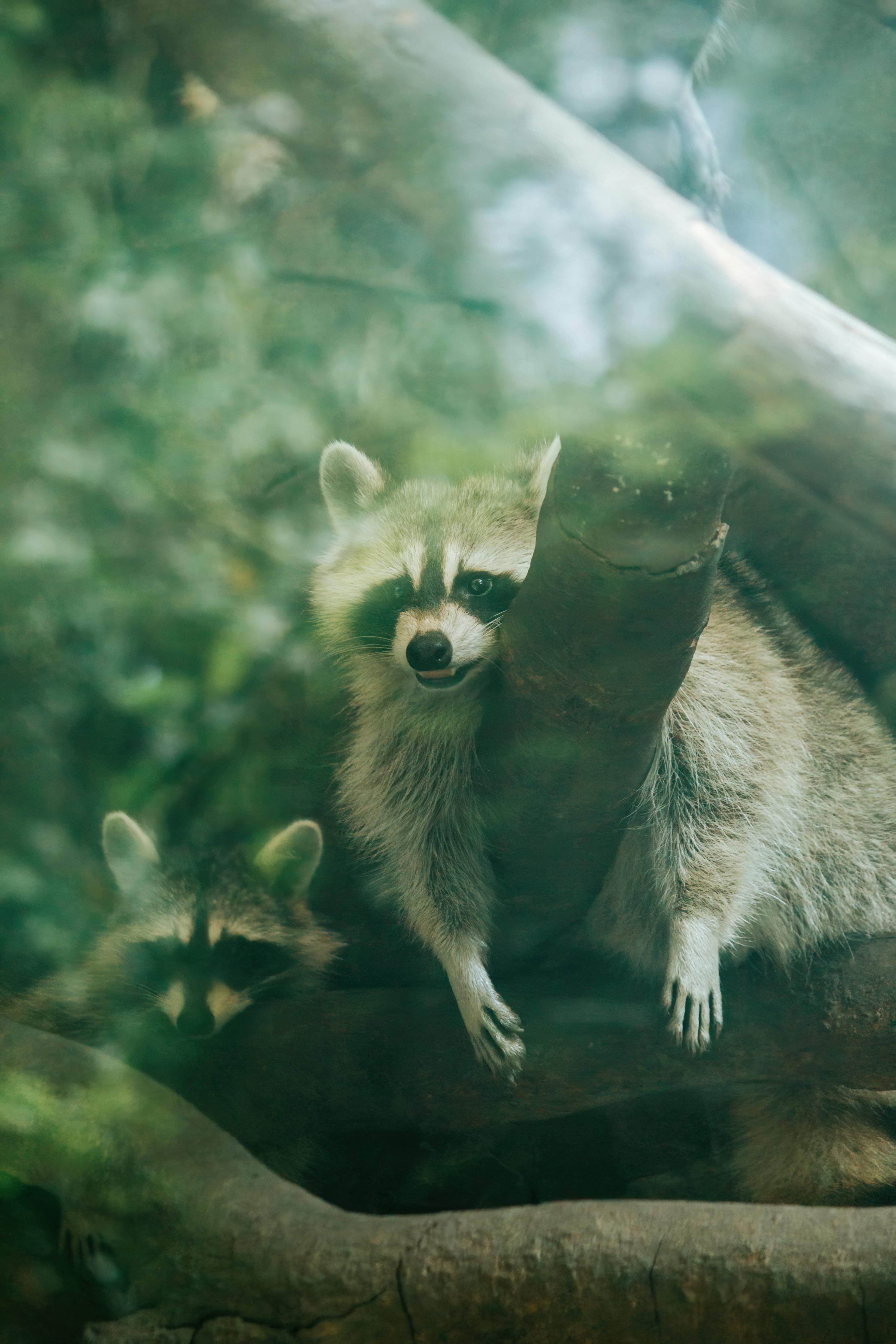 [Image Showing An Animal Framed By Tree Branches, Demonstrating The ...