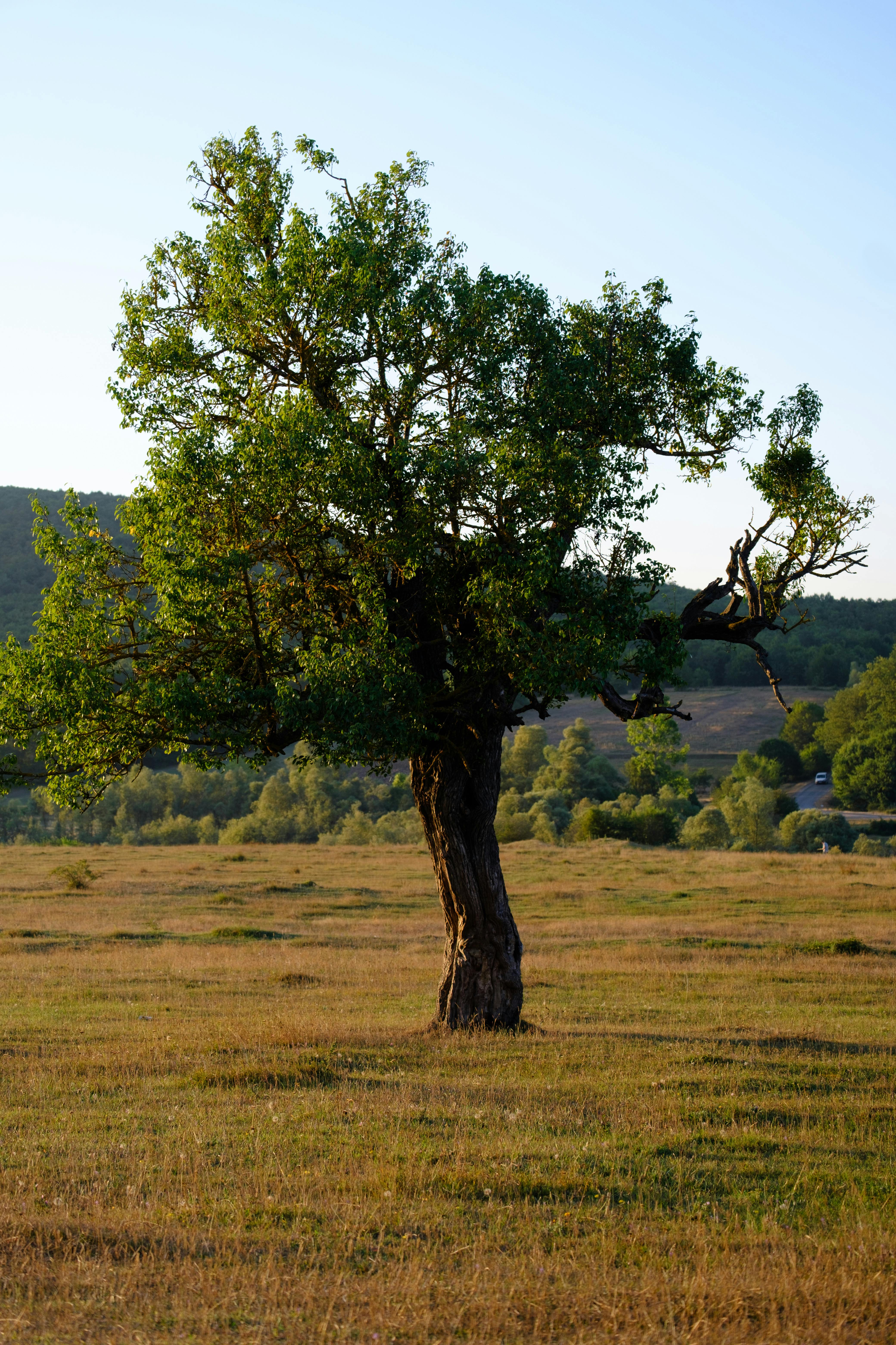 Single Tree on Grassland · Free Stock Photo