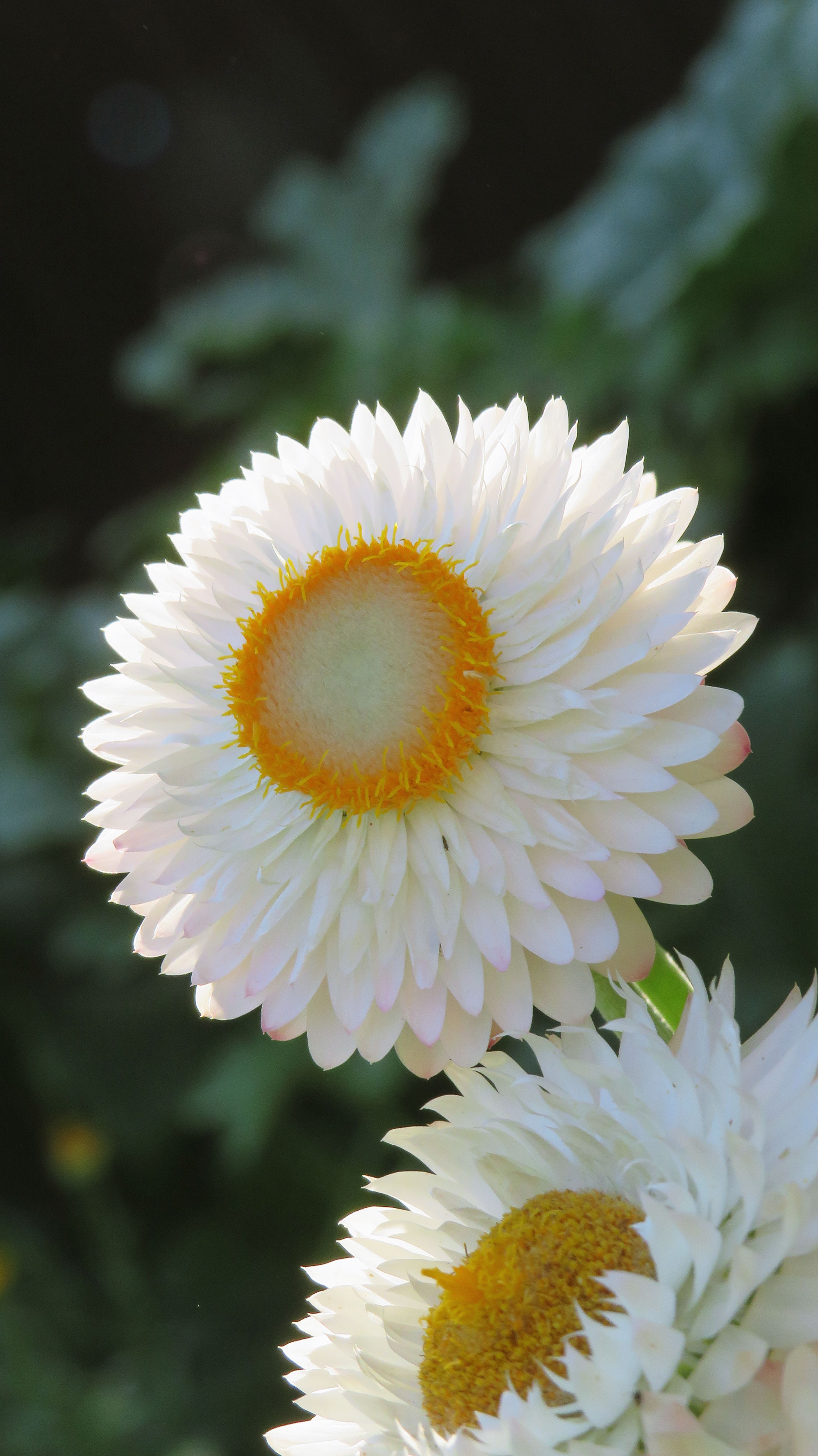 White Everlasting Flowers · Free Stock Photo