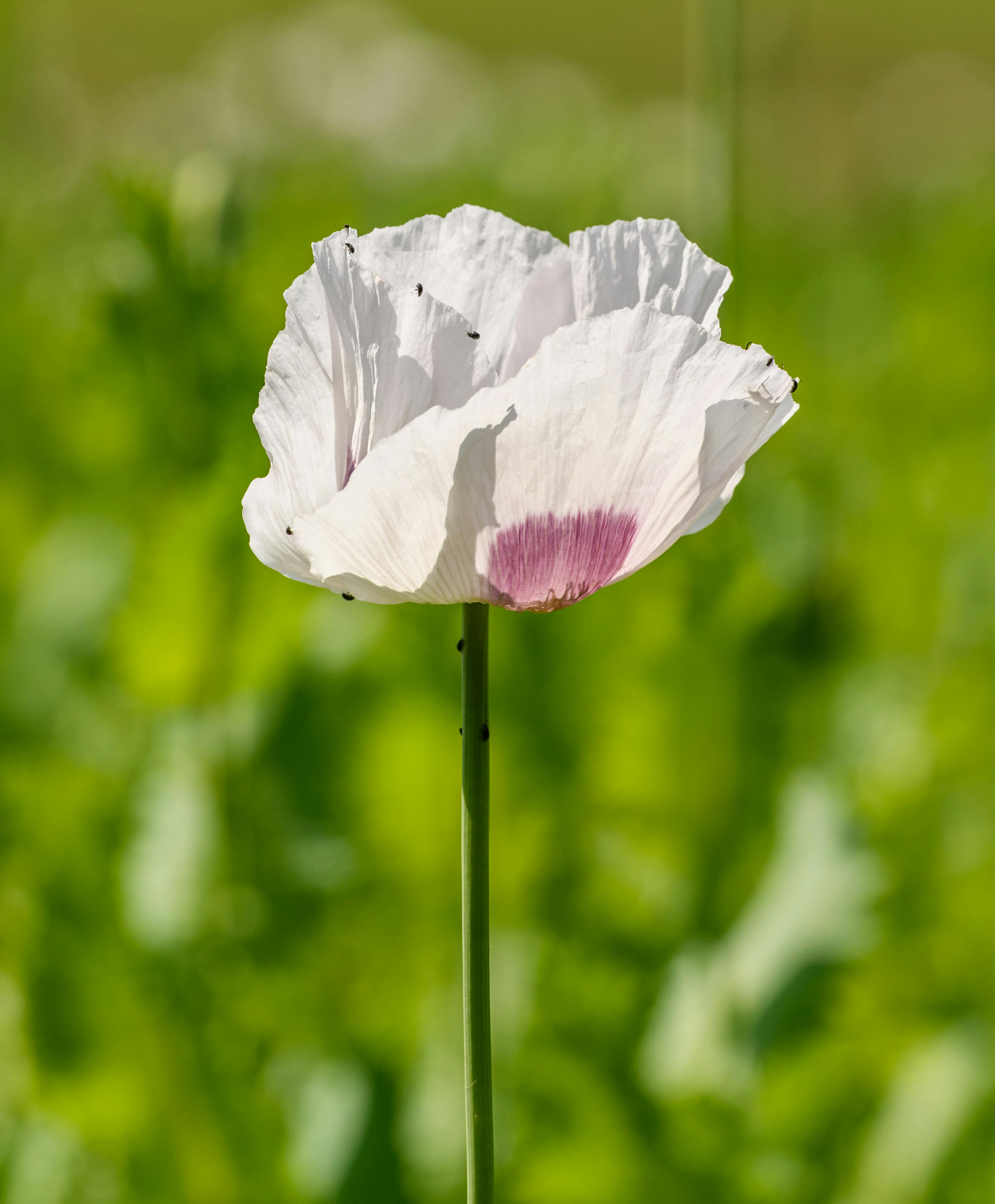 Hungarian Blue Opium Poppy Photos, Download The BEST Free Hungarian ...