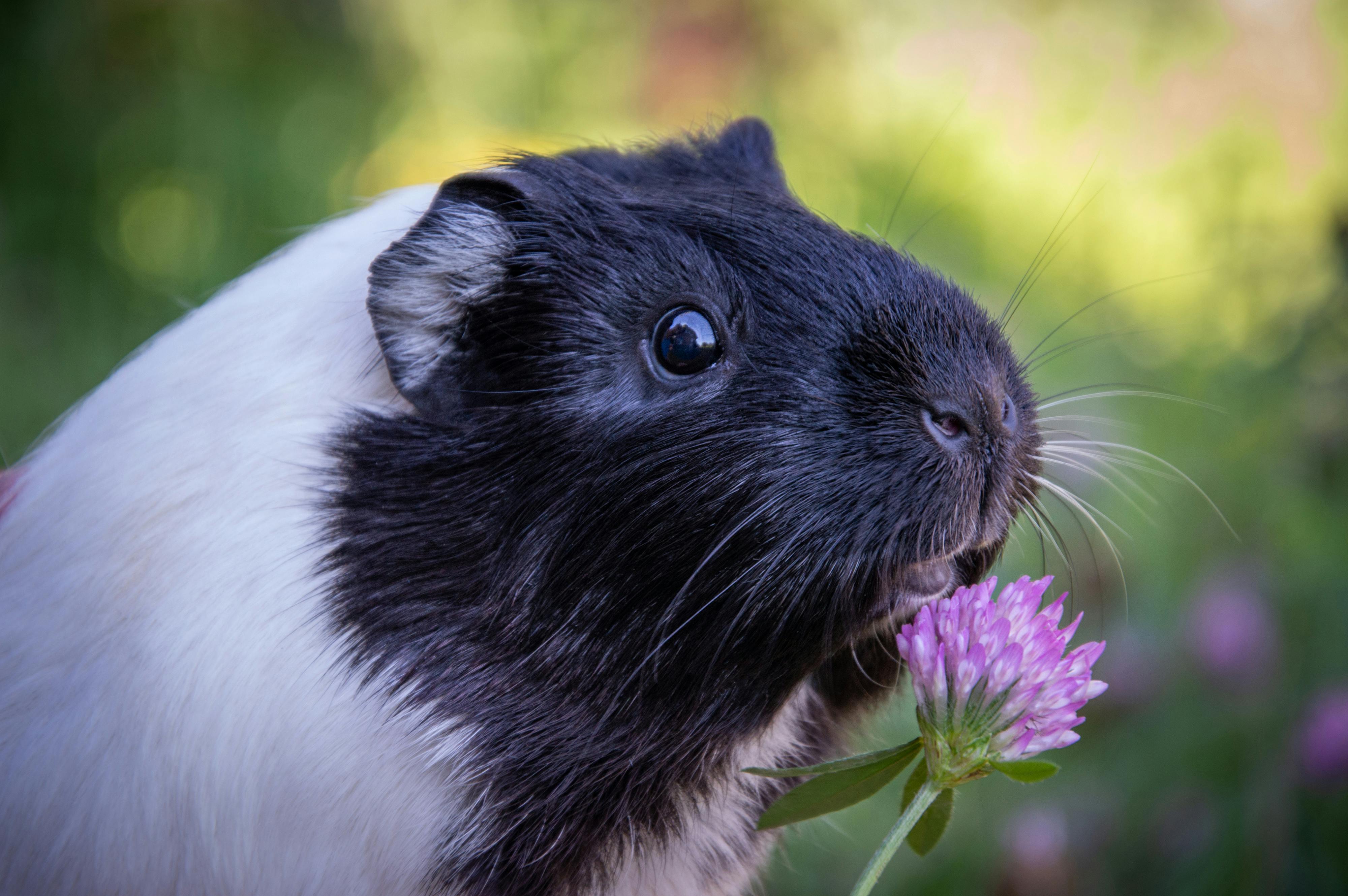 Cute Guinea Pig · Free Stock Photo