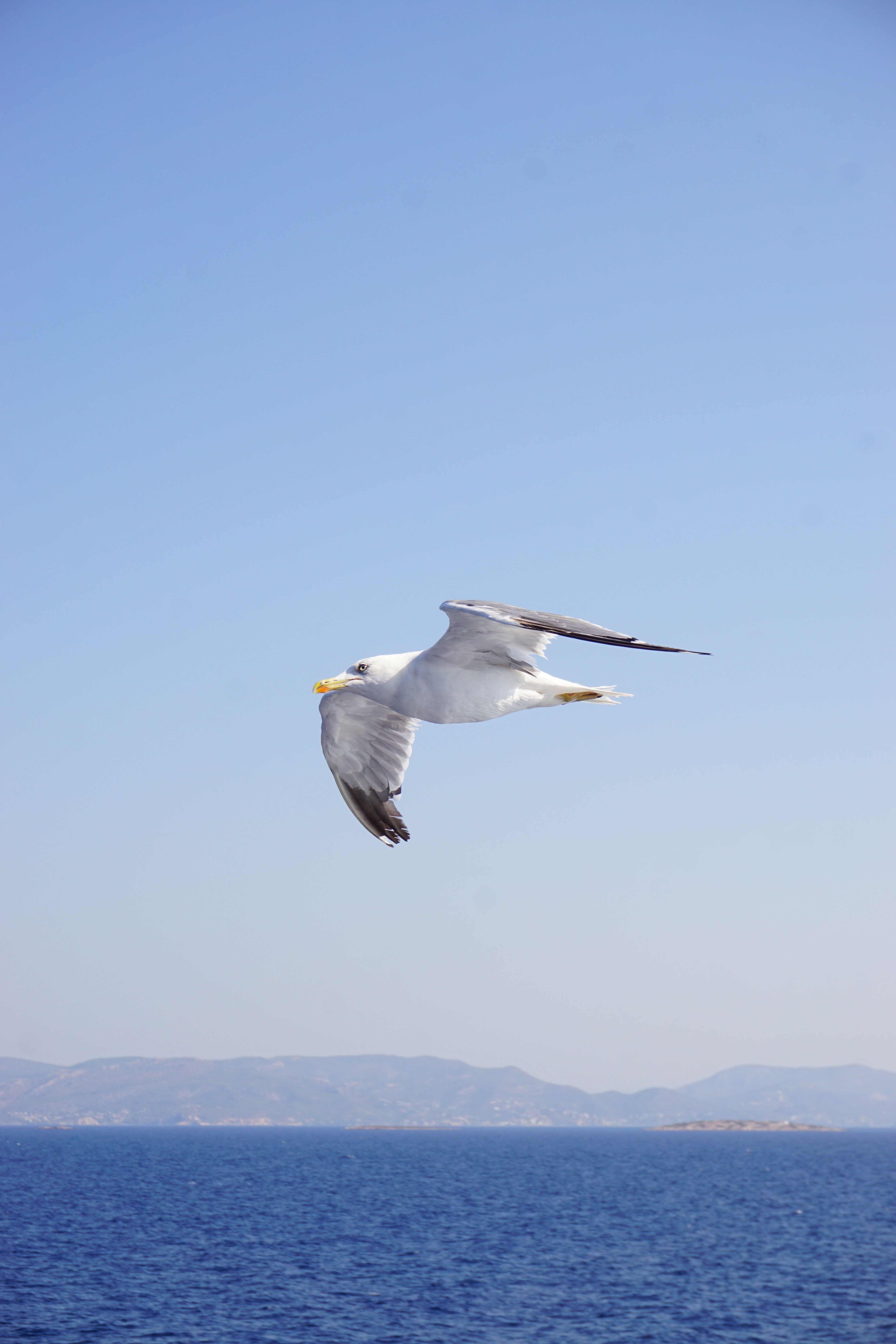A Seagull Flying over Water · Free Stock Photo