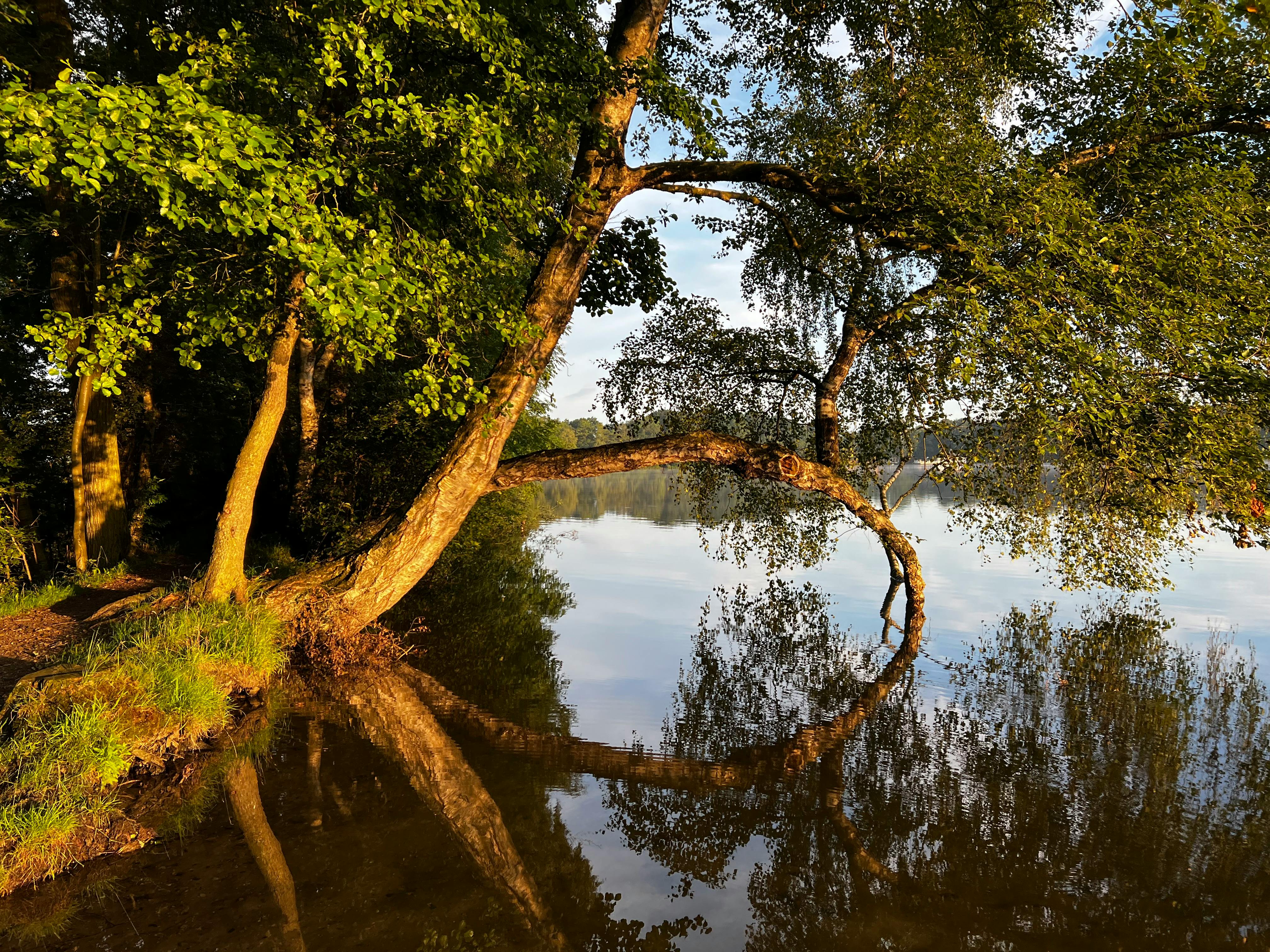 Tree Bending over Lake · Free Stock Photo