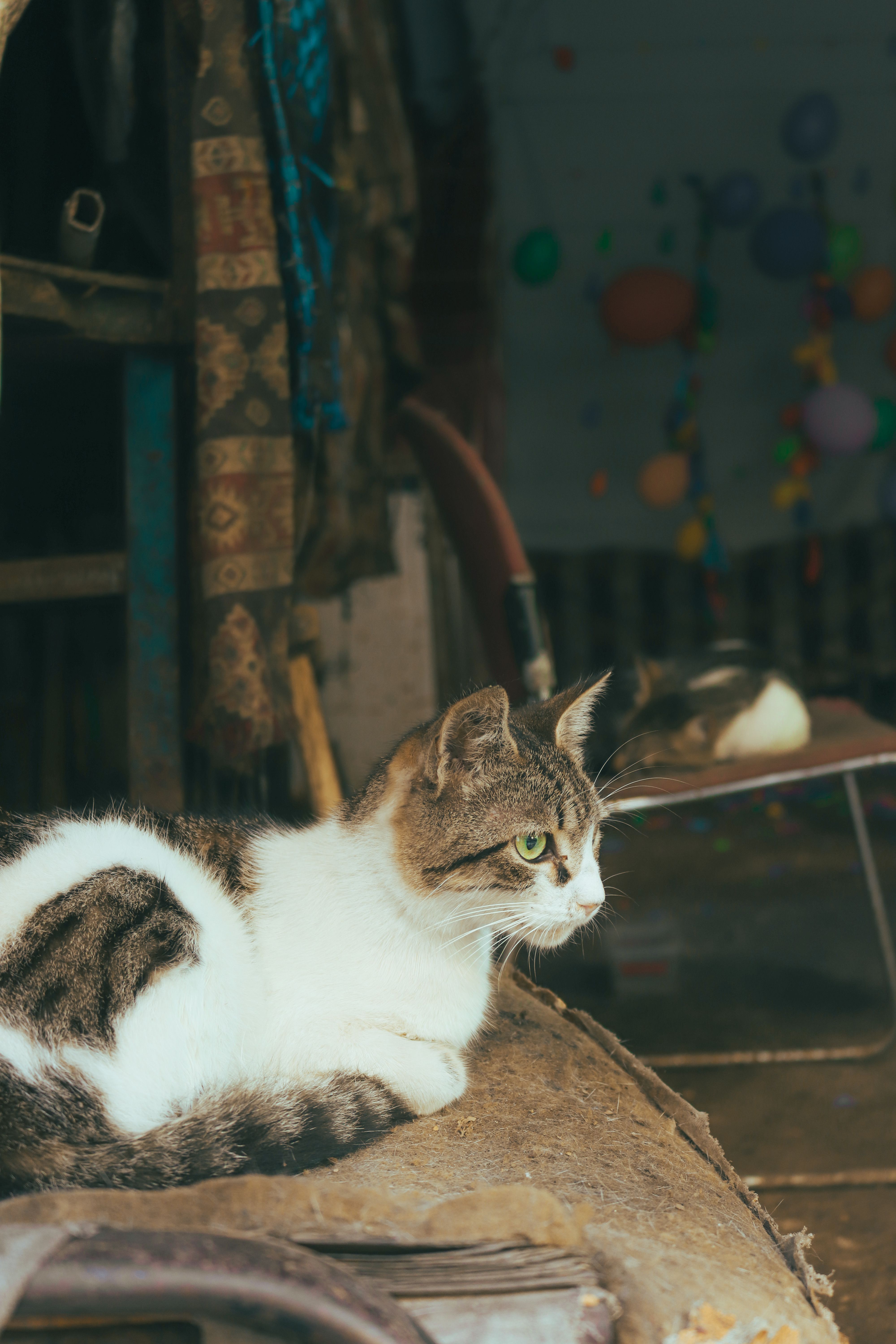 Lots Of Cats
