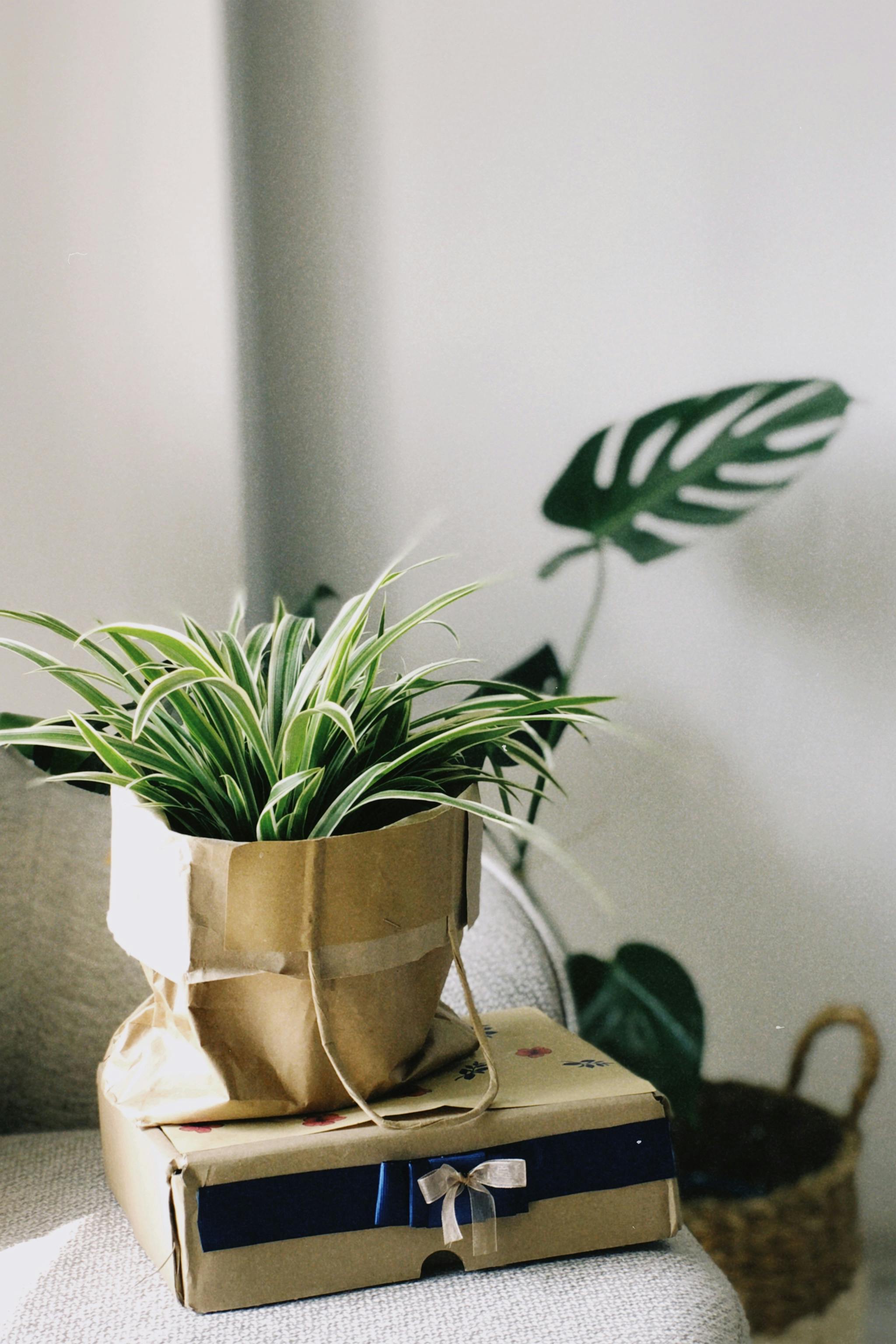 Green Plant on White Ceramic Pot · Free Stock Photo