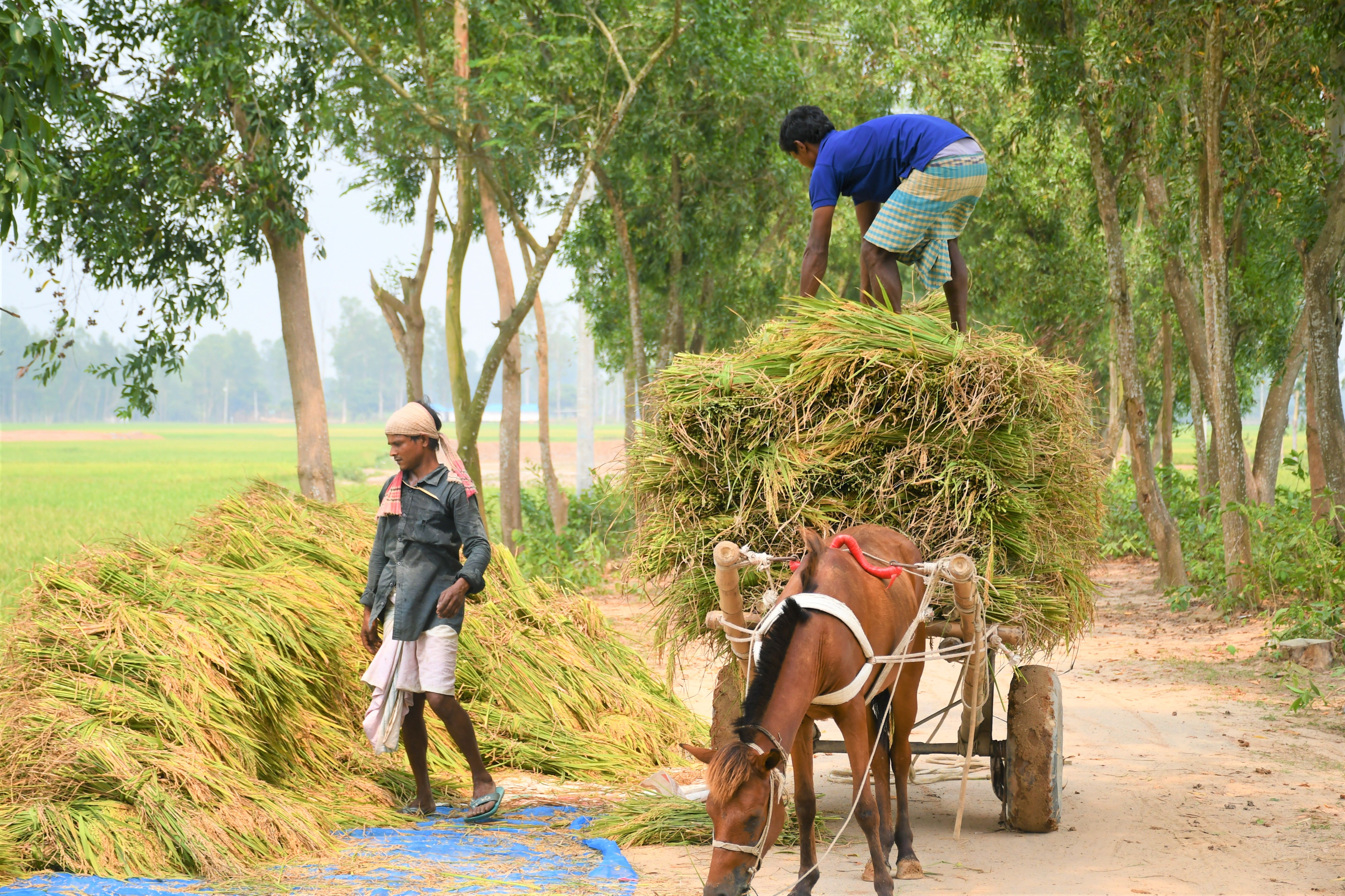 Men Transporting Grass · Free Stock Photo