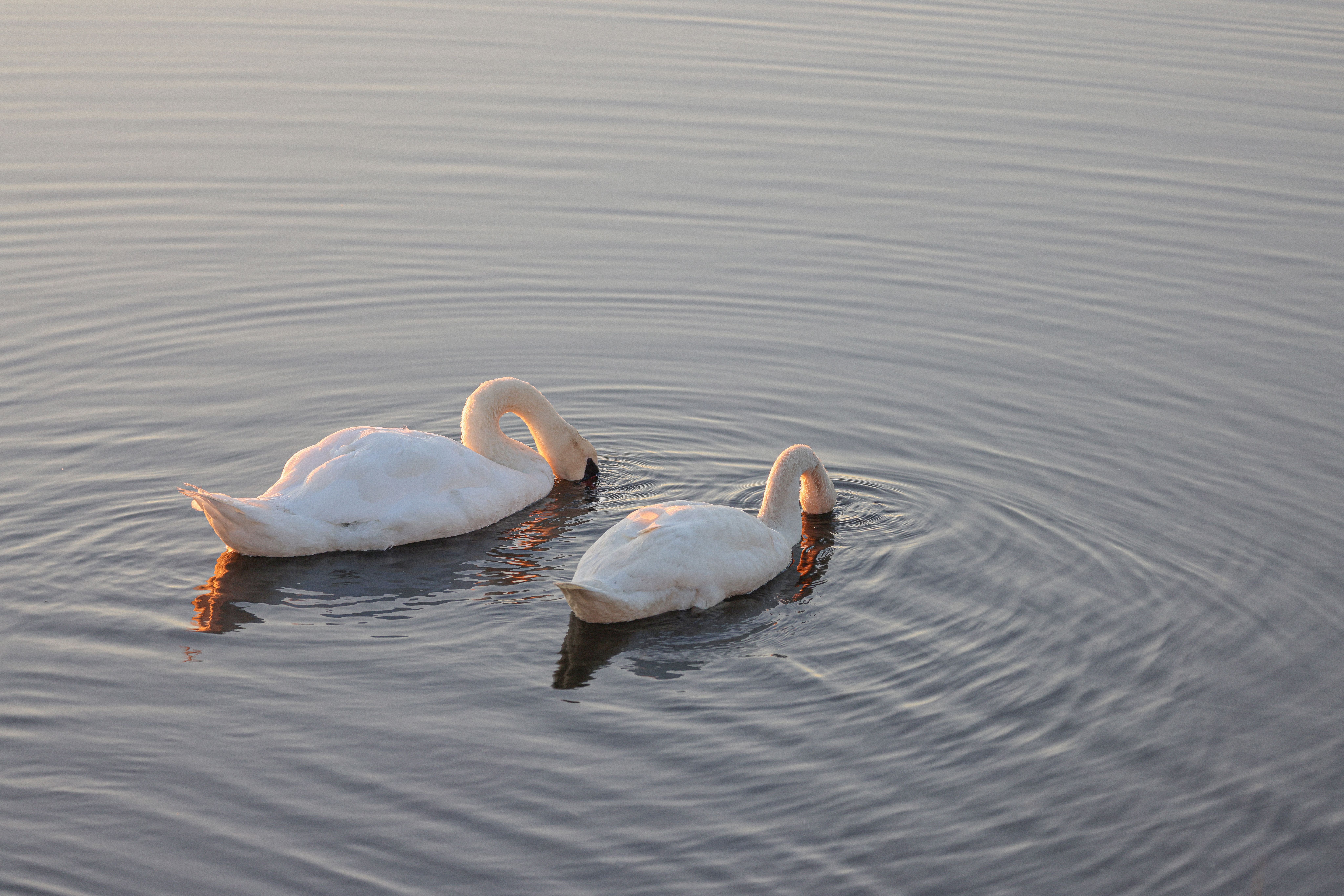 Mute Swans on the River with Their Heads Submerged in the Water · Free ...