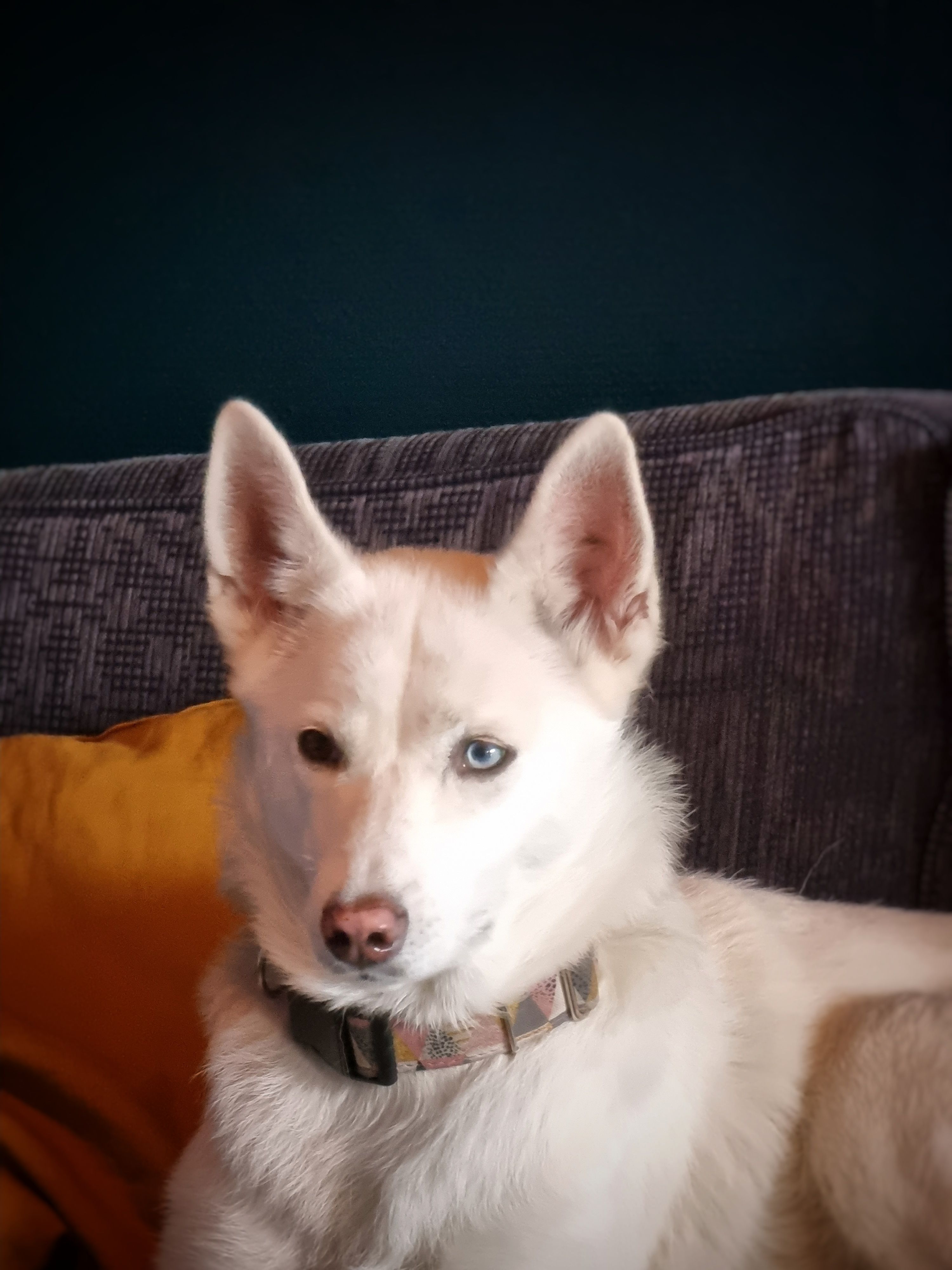 Siberian Husky Lying on Sofa · Free Stock Photo